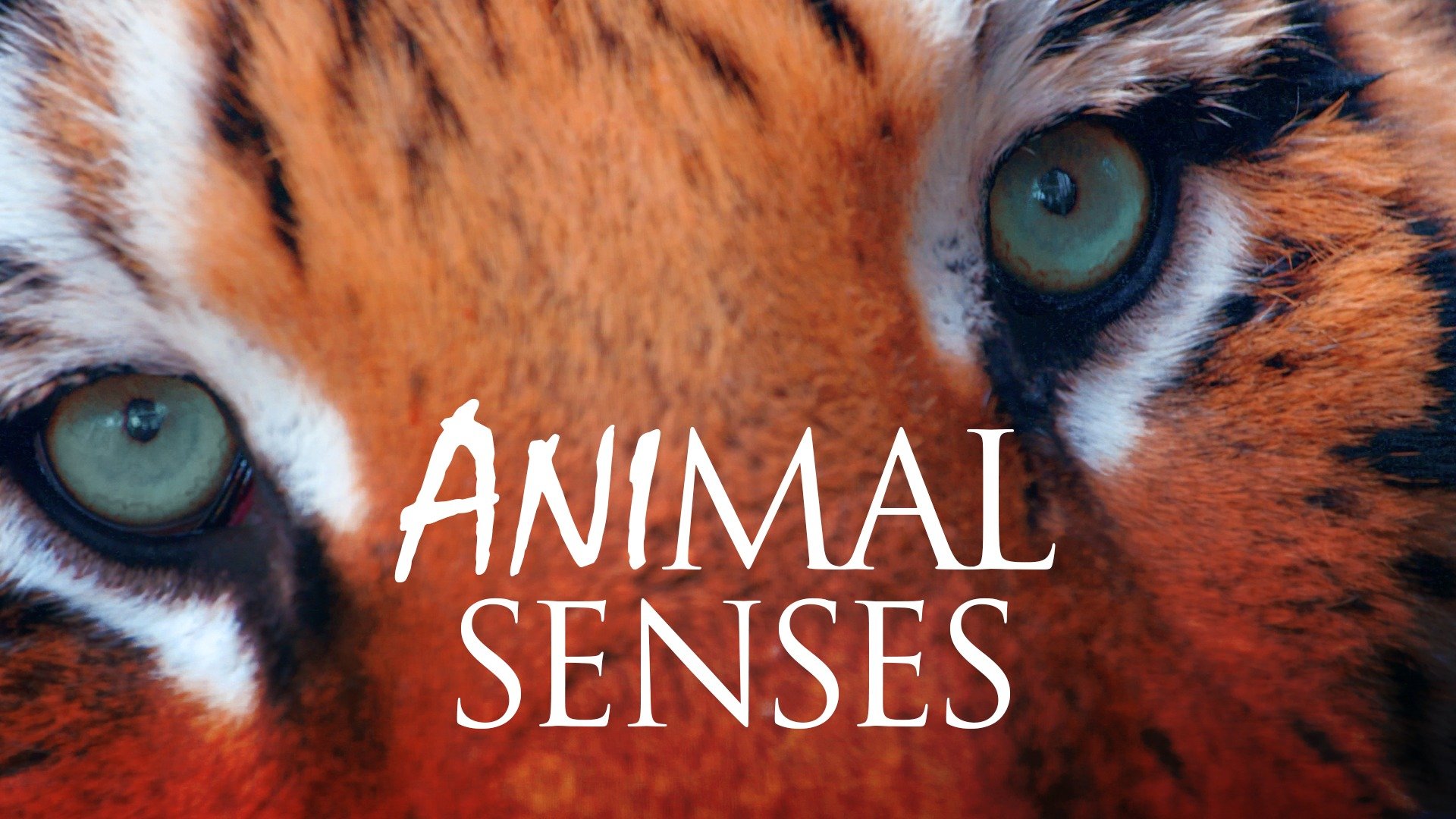 Watch Animal Senses (2017) TV Series Free Online - Plex