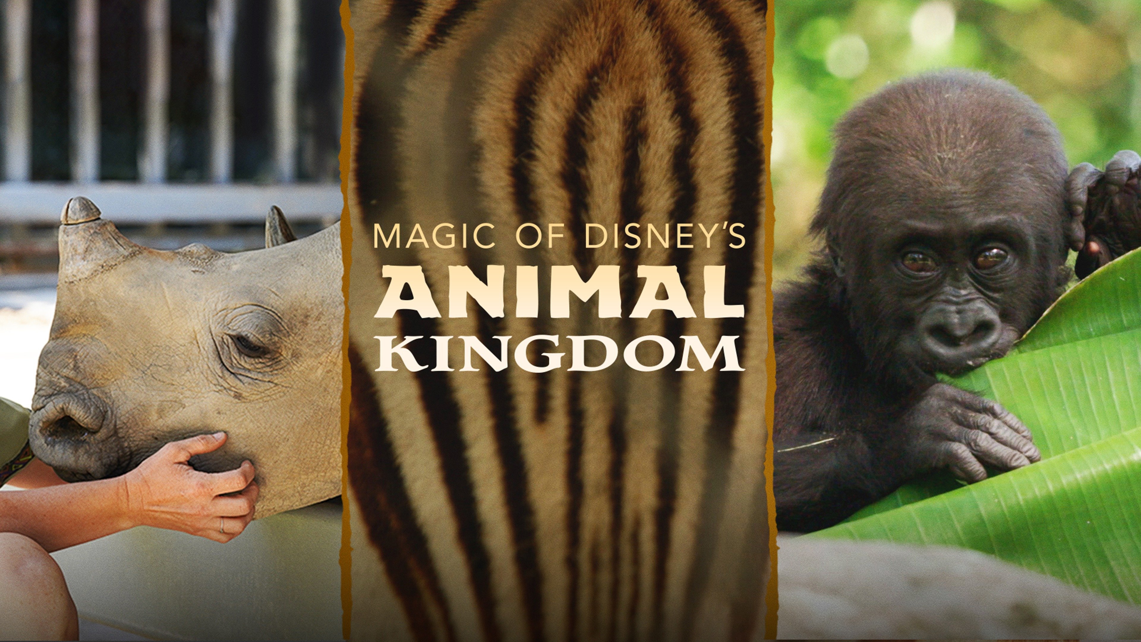 Watch Magic of Disney’s Animal Kingdom · Season 1 Full Episodes Online ...