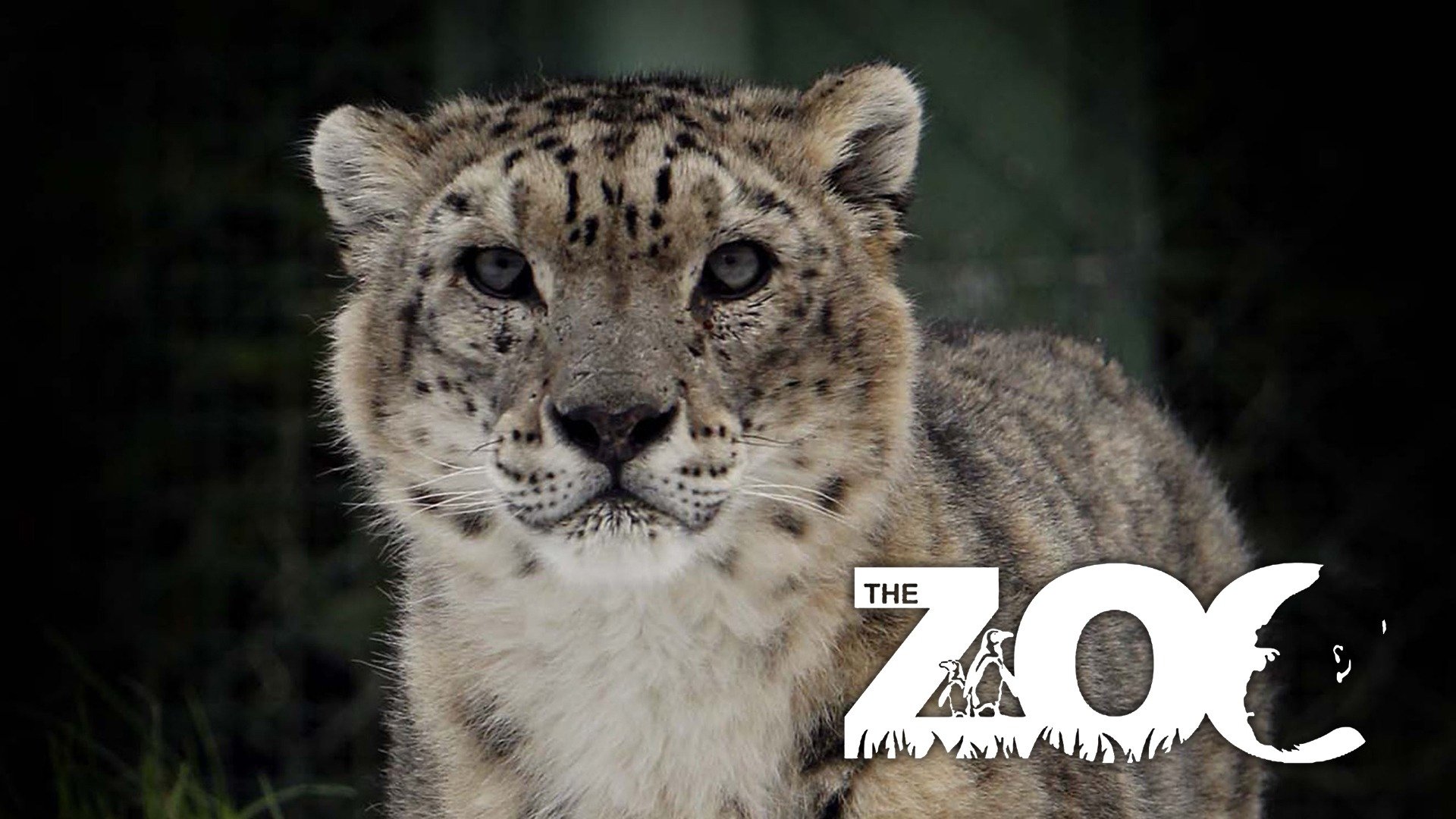 Watch The Zoo · Season 2 Full Episodes Free Online - Plex
