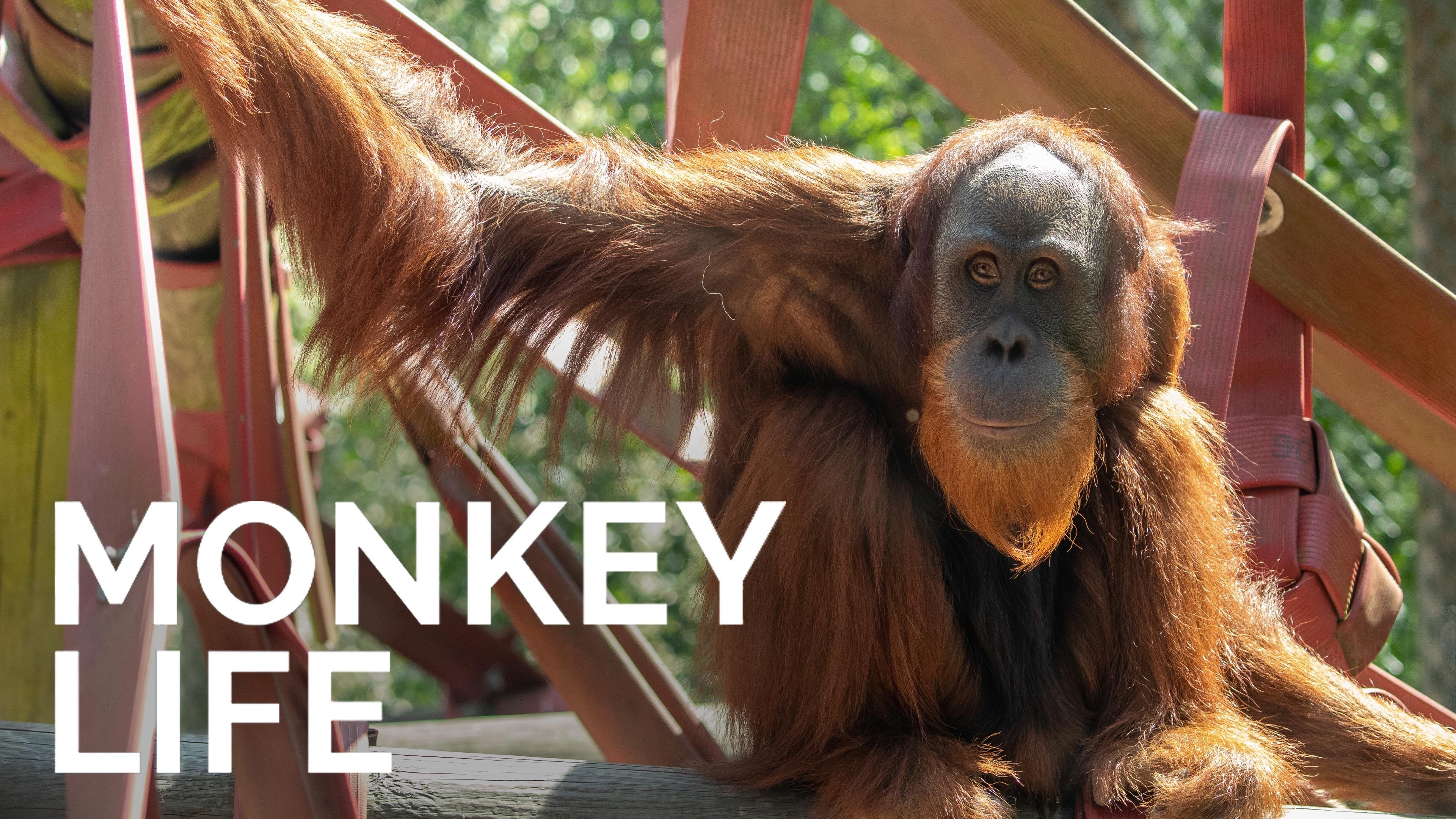 Monkey Life · Season 14 - Plex