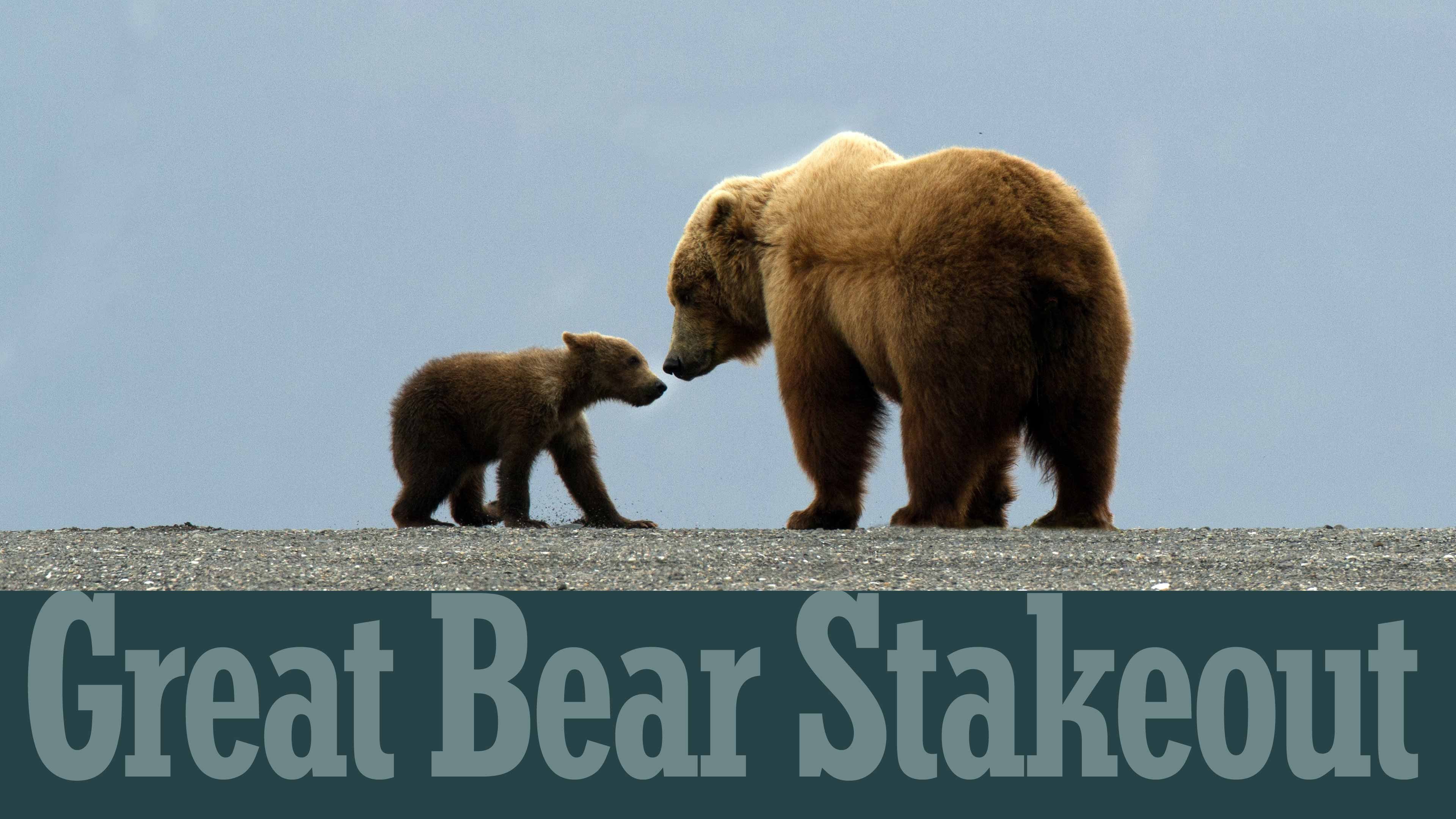 Watch Great Bear Stakeout (2013) TV Series Online - Plex