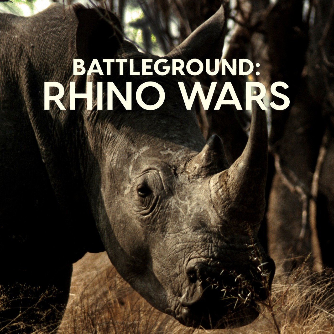 Craig Sawyer Rhino Wars
