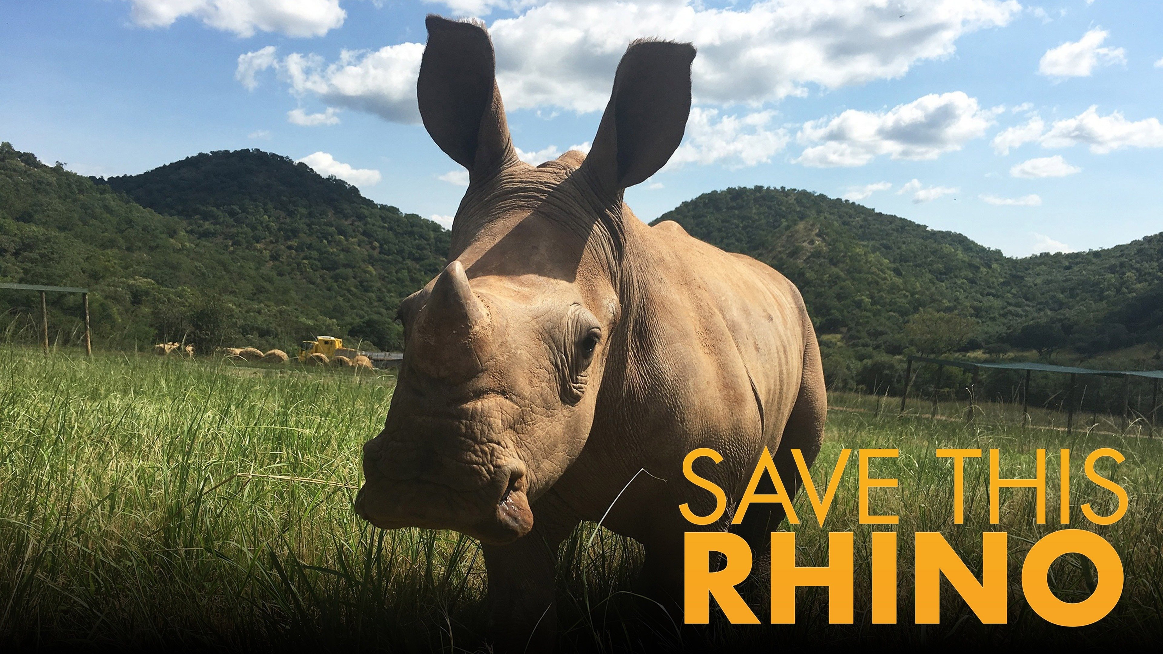 Save this rhino (2019) - Plex