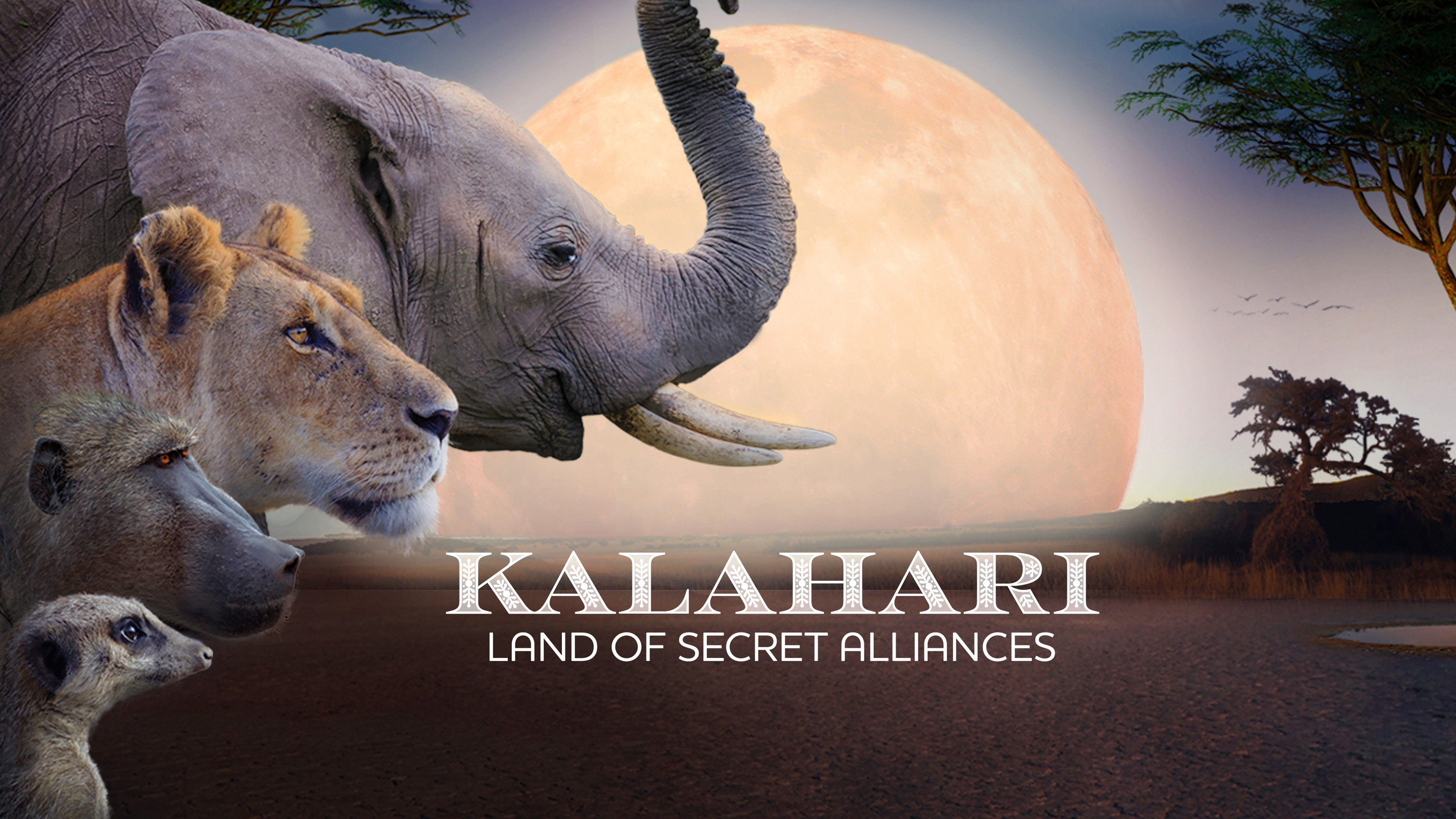 Kalahari: Land of Secret Alliances · Season 1 - Plex