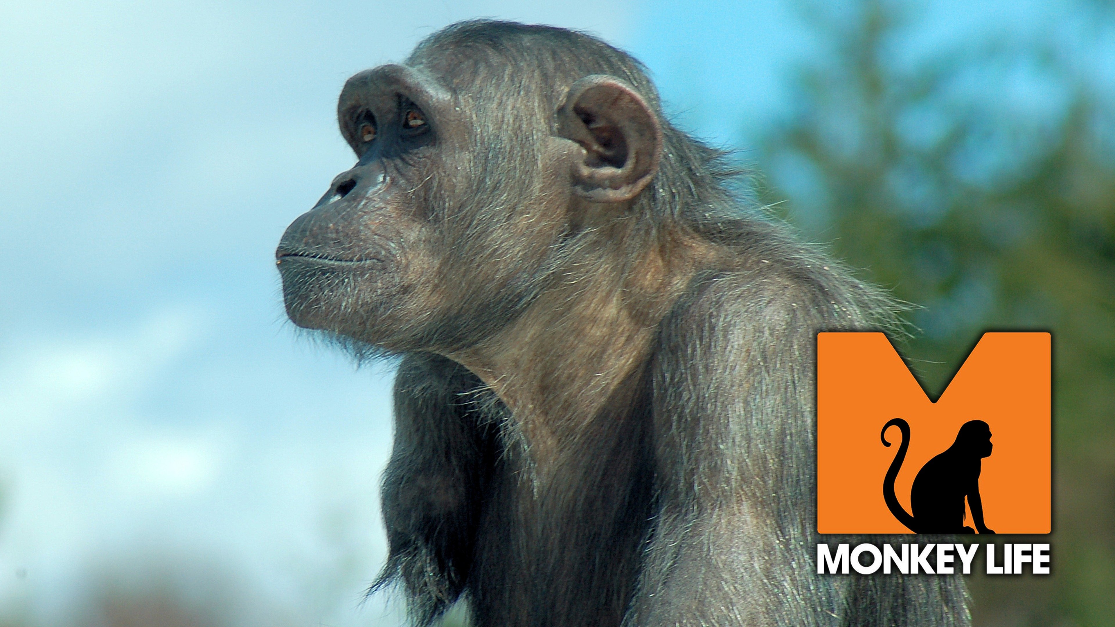 Monkey Life · Season 5 - Plex