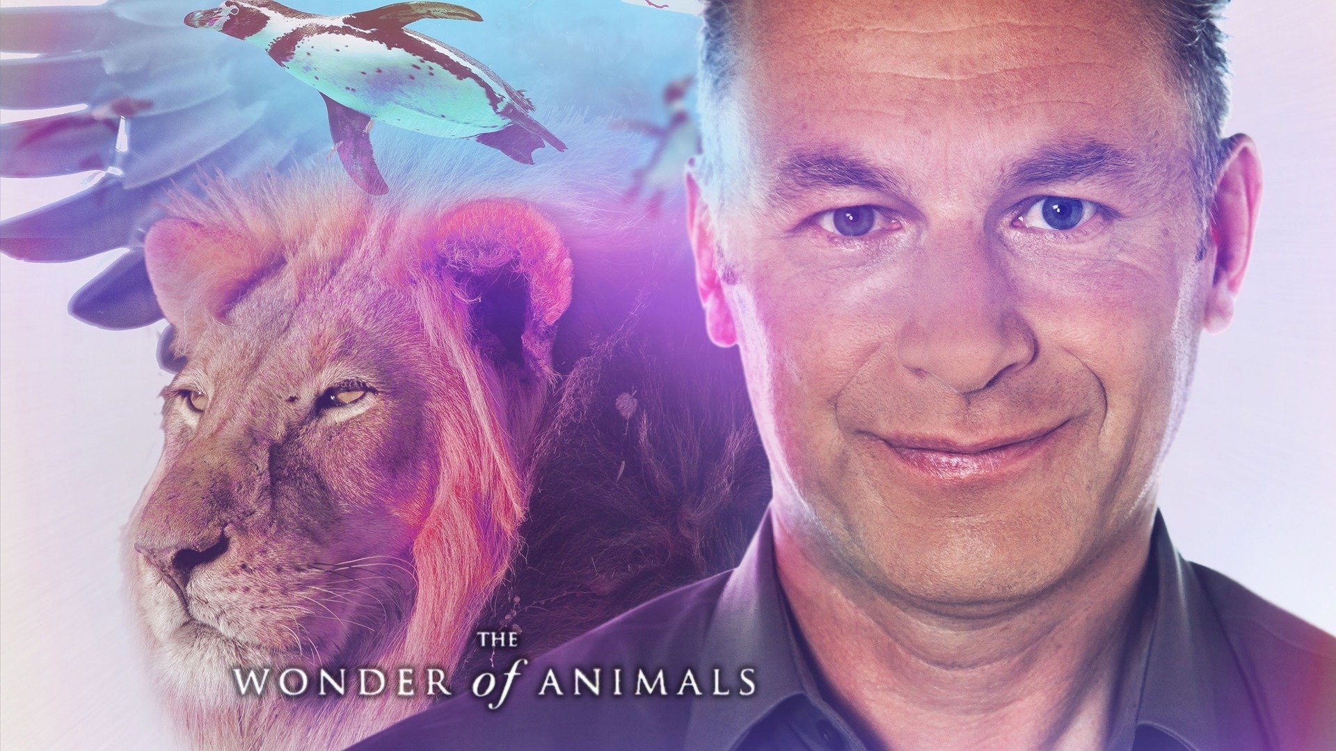 The Wonder of Animals · Season 1 Episode 1 · Penguins - Plex