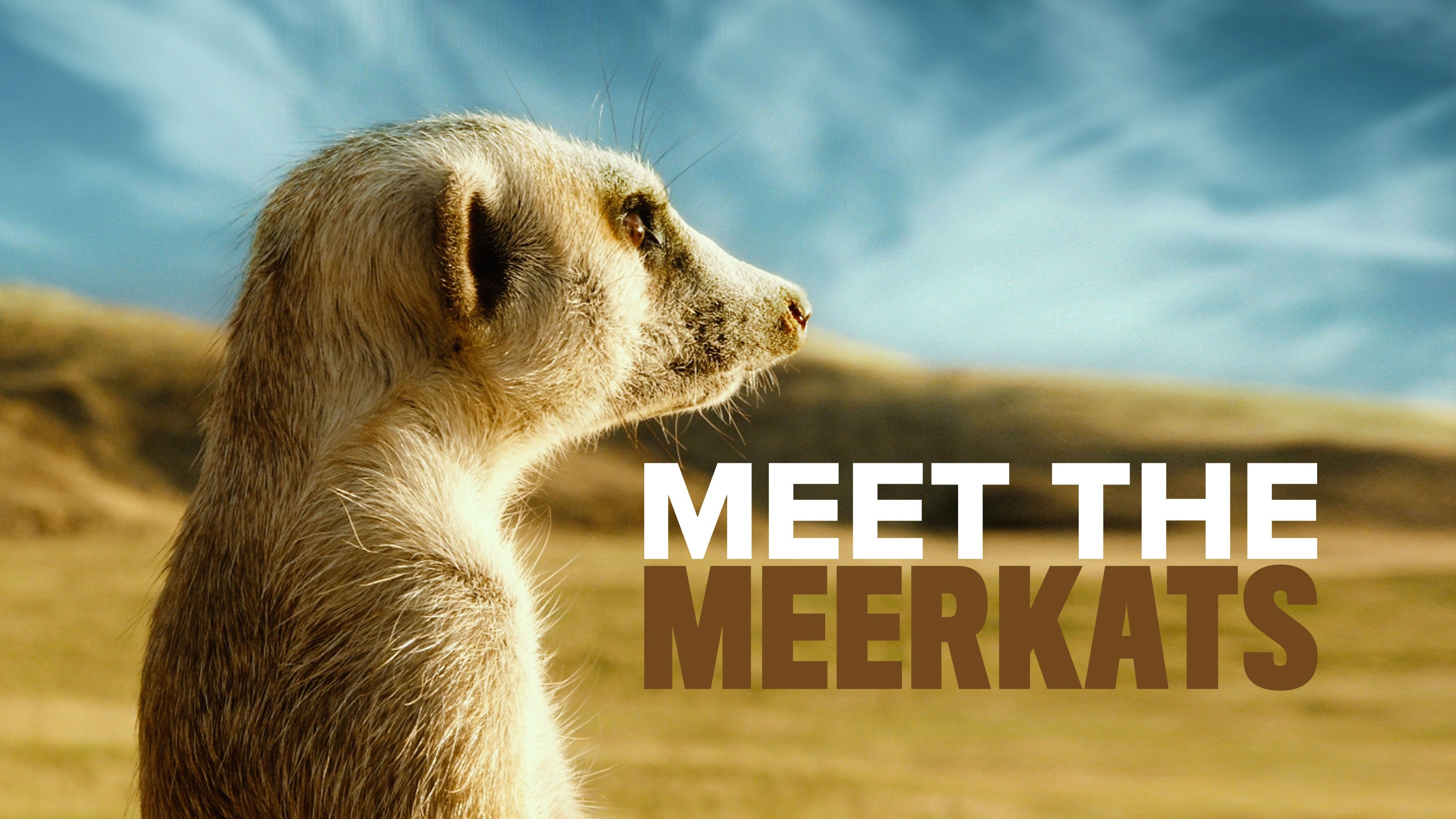 Meet the Meerkats · Season 1 Episode 1 · Brave New Wild - Plex
