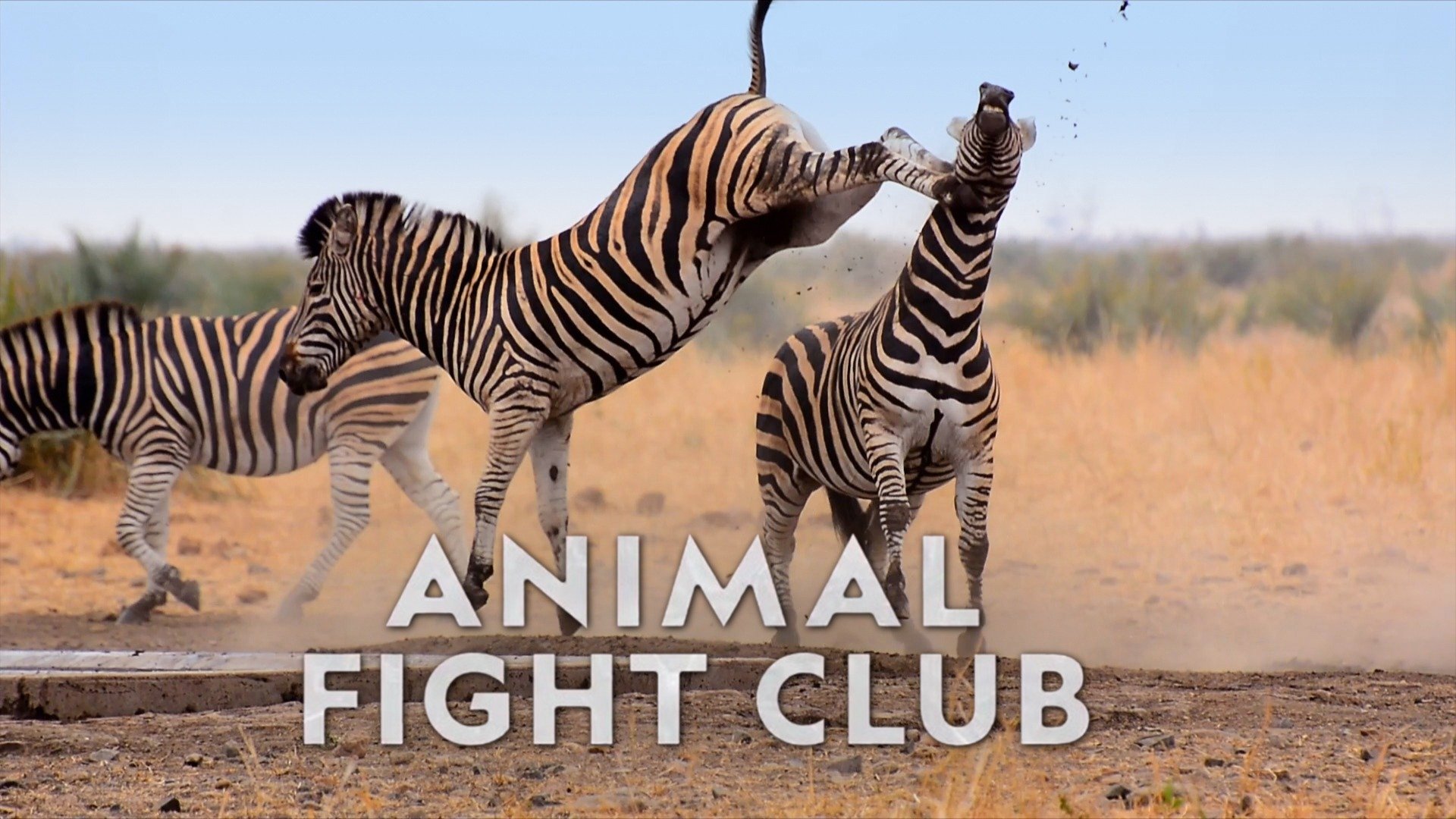 Watch Animal Fight Night · Season 1 Full Episodes Online - Plex