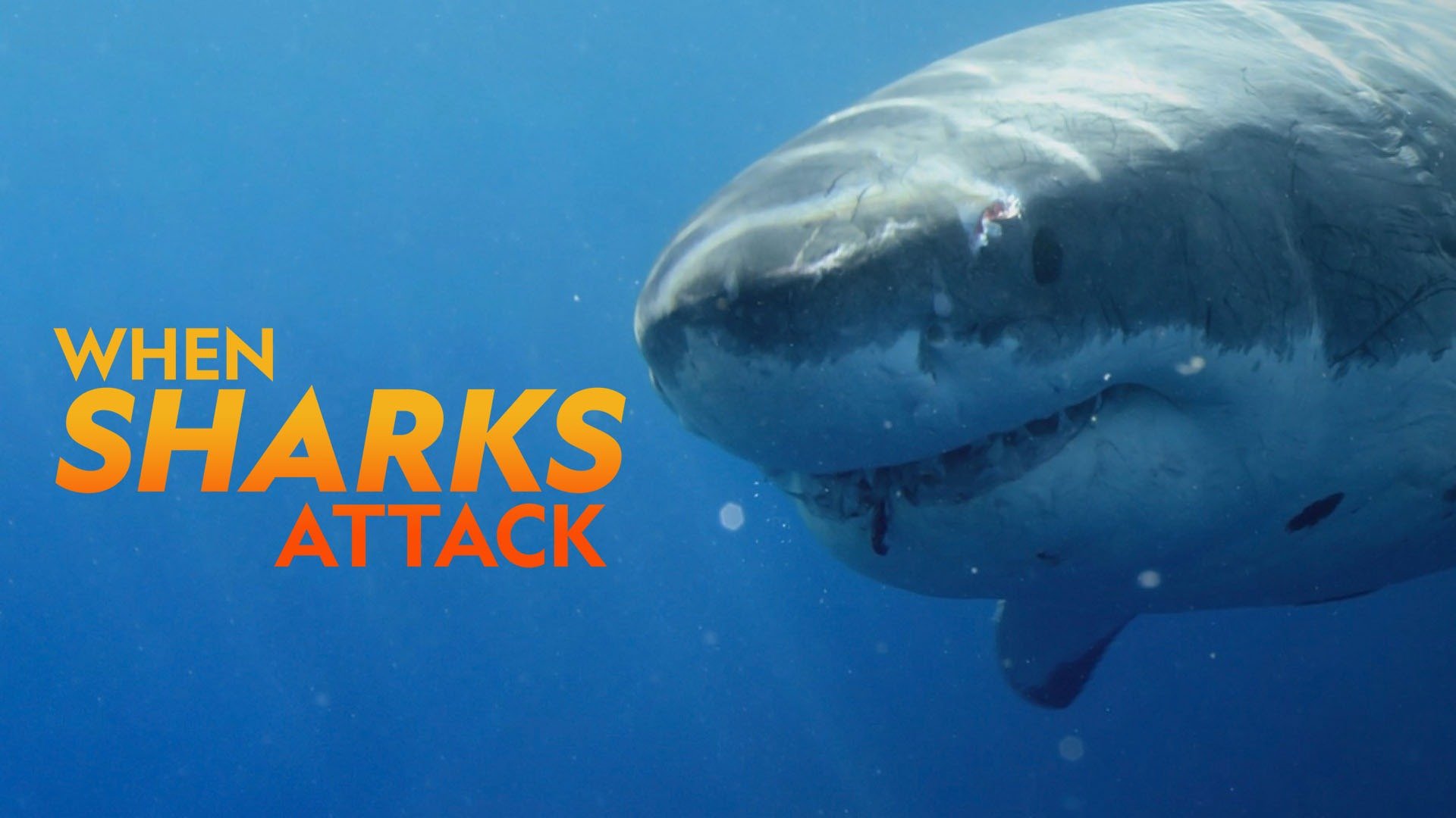 Watch When Sharks Attack · Season 3 Full Episodes Online - Plex