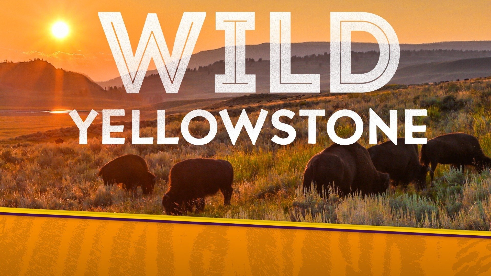 Watch Wild Yellowstone · Miniseries Full Episodes Online - Plex