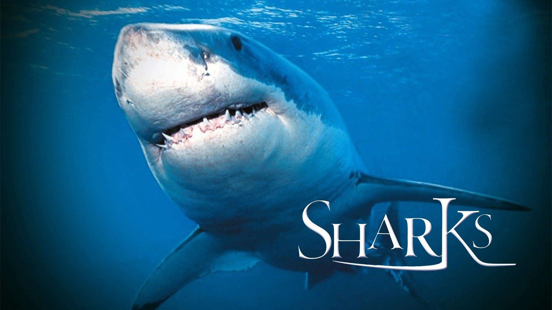 Sharks 3D (2008) - Plex
