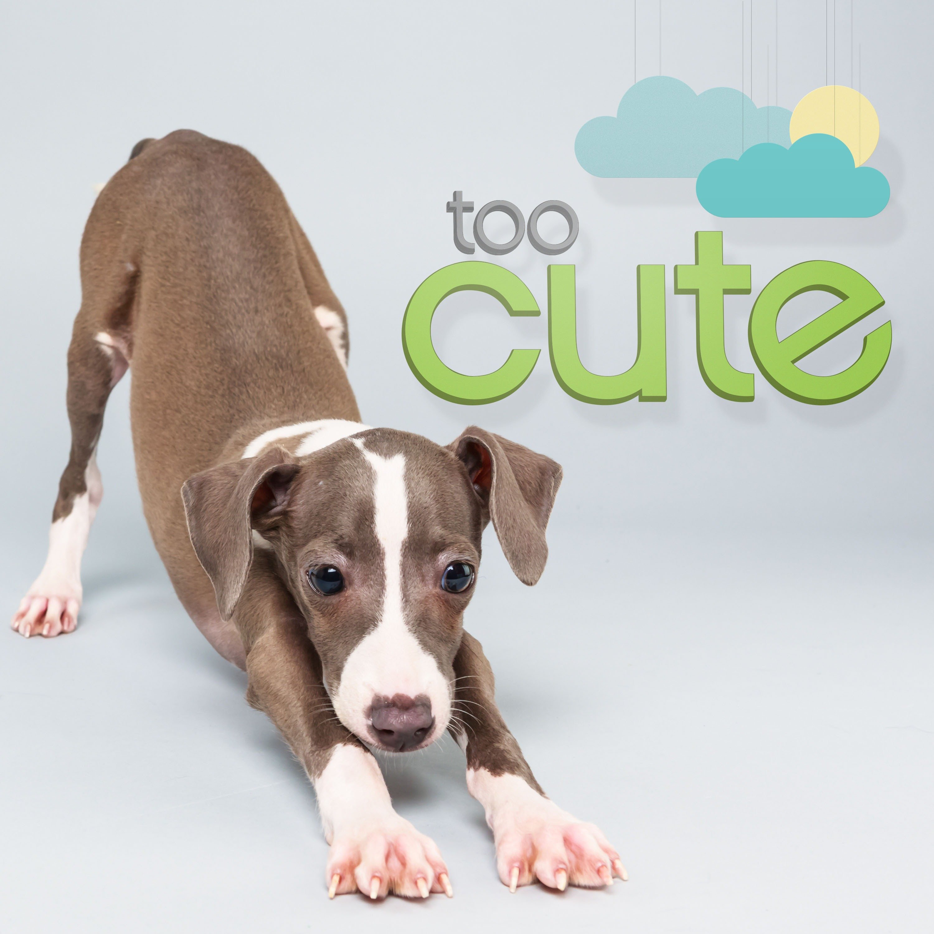 Too Cute Puppies Full Episodes Online Free Atelier Yuwa Ciao Jp