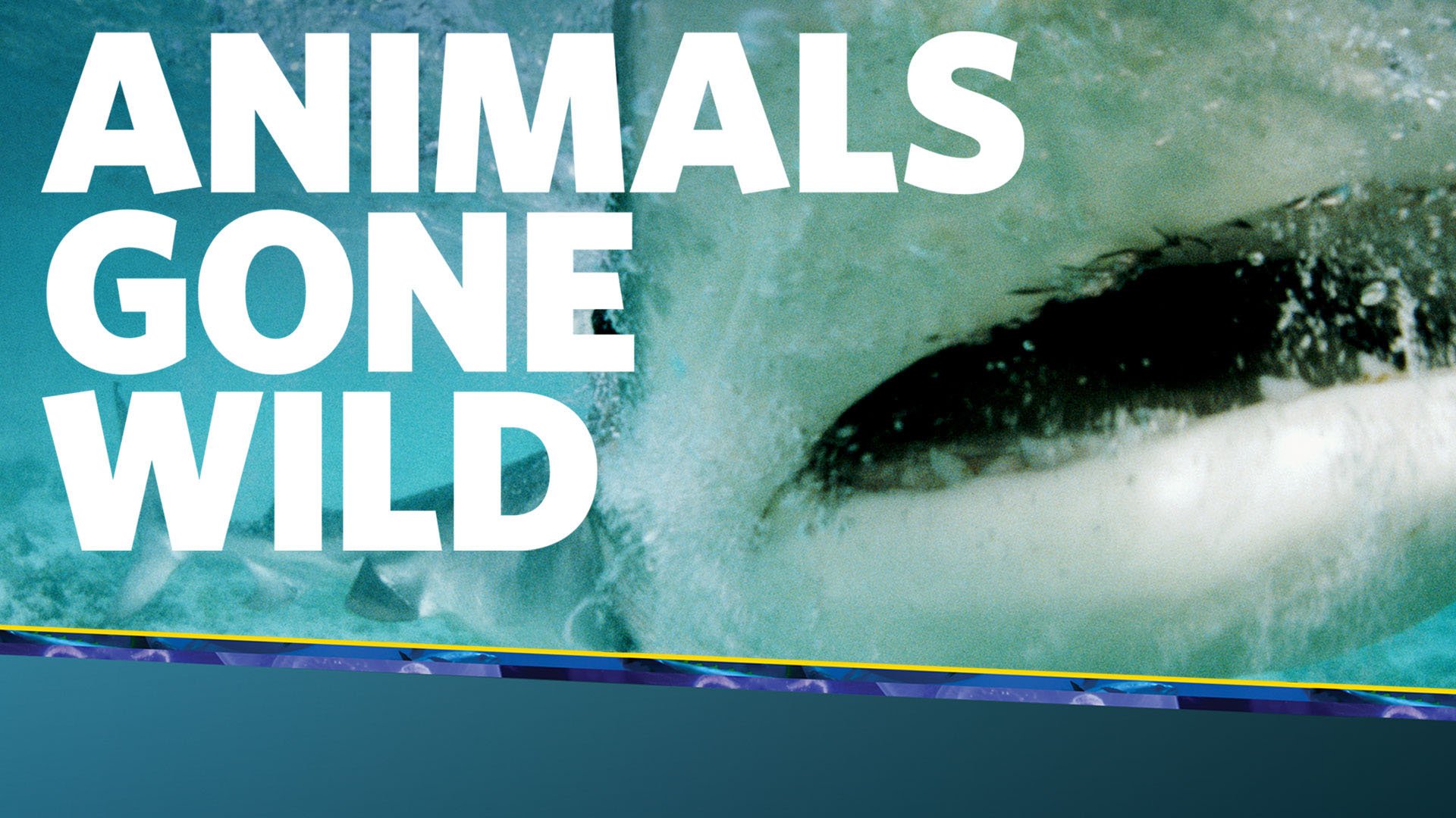 Watch Animals Gone Wild (2014) TV Series Online - Plex