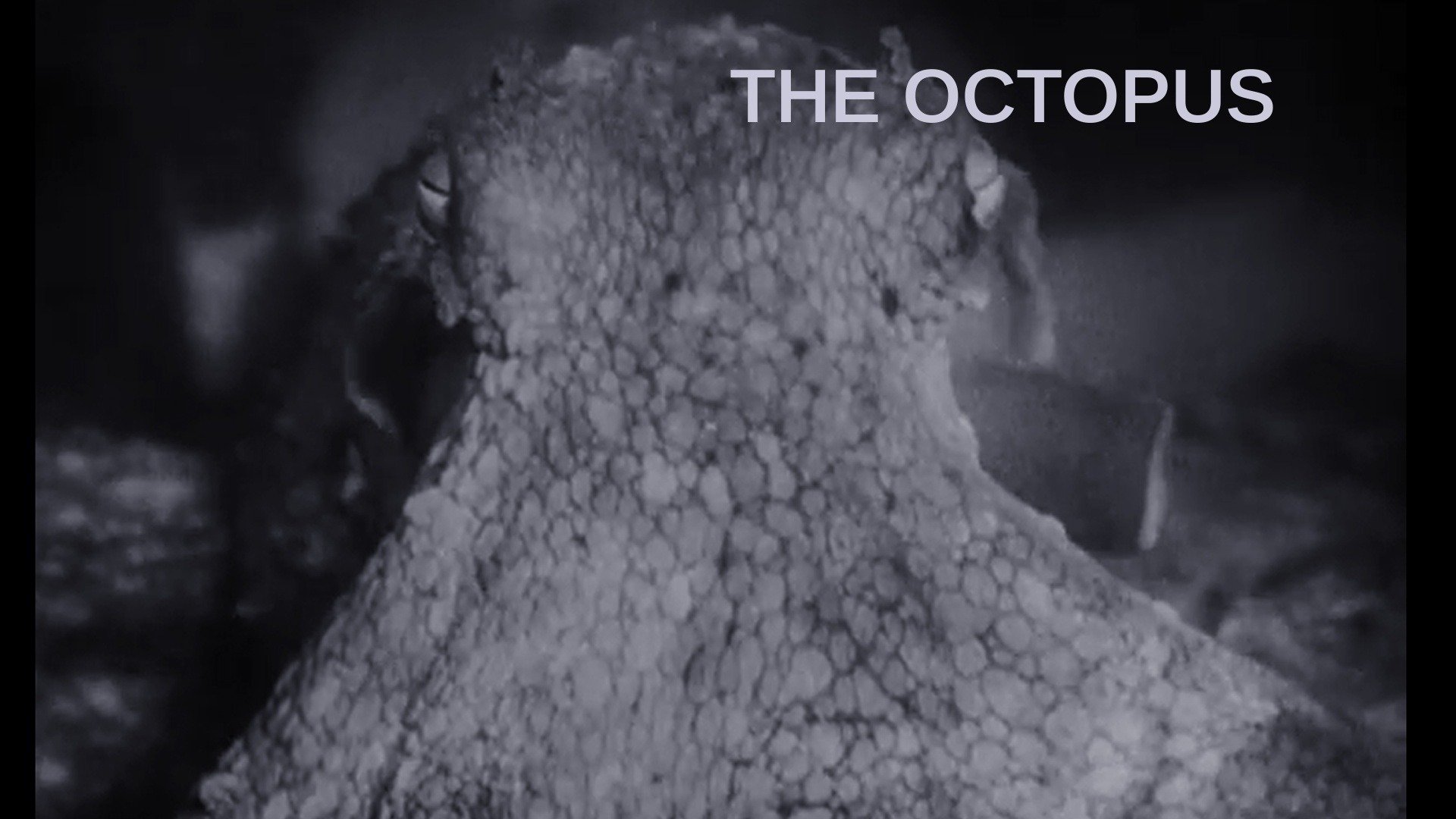 Watch The Octopus (1927) Full Movie Online - Plex