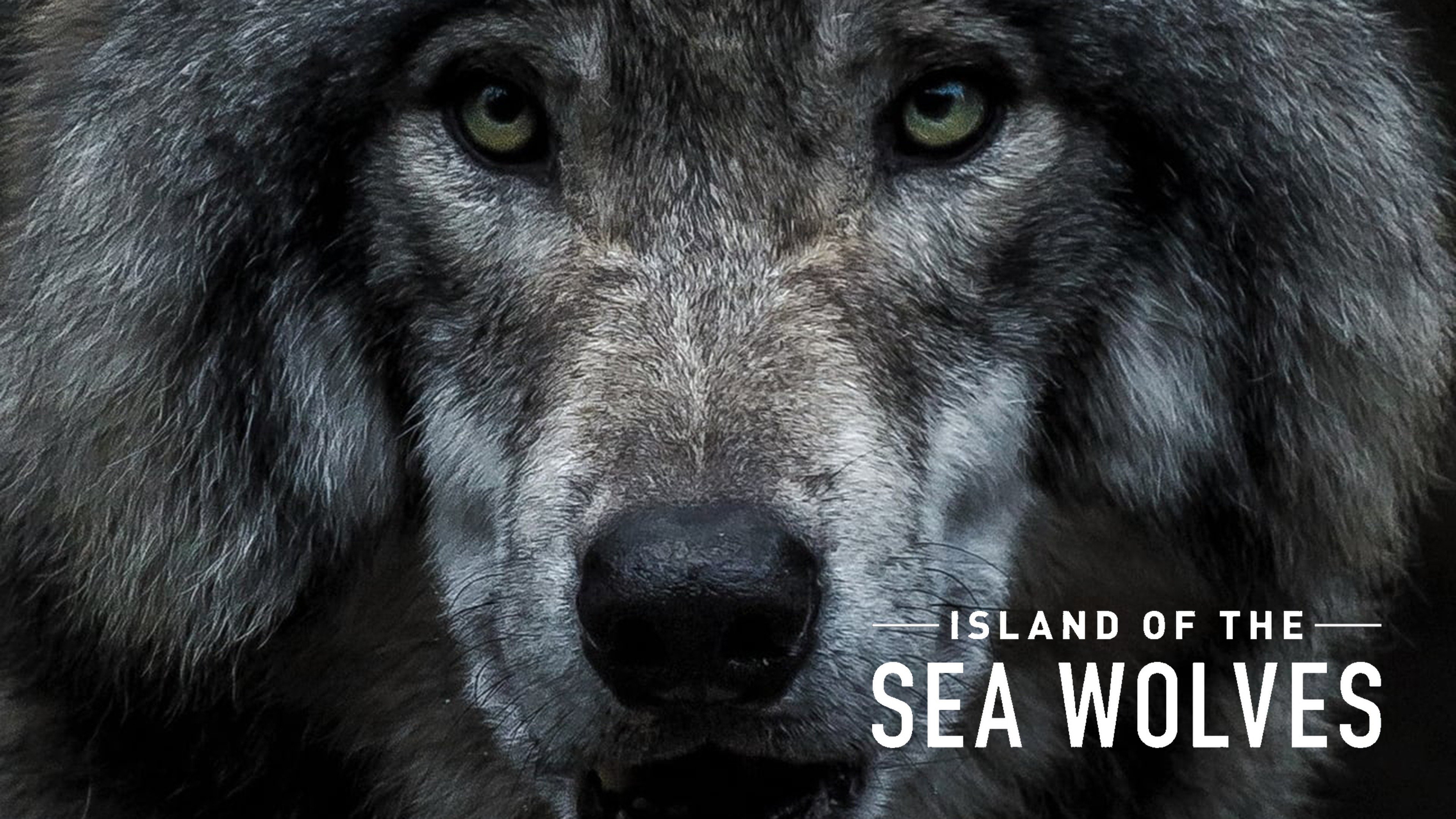 Watch Island of the Sea Wolves (2022) TV Series Online - Plex
