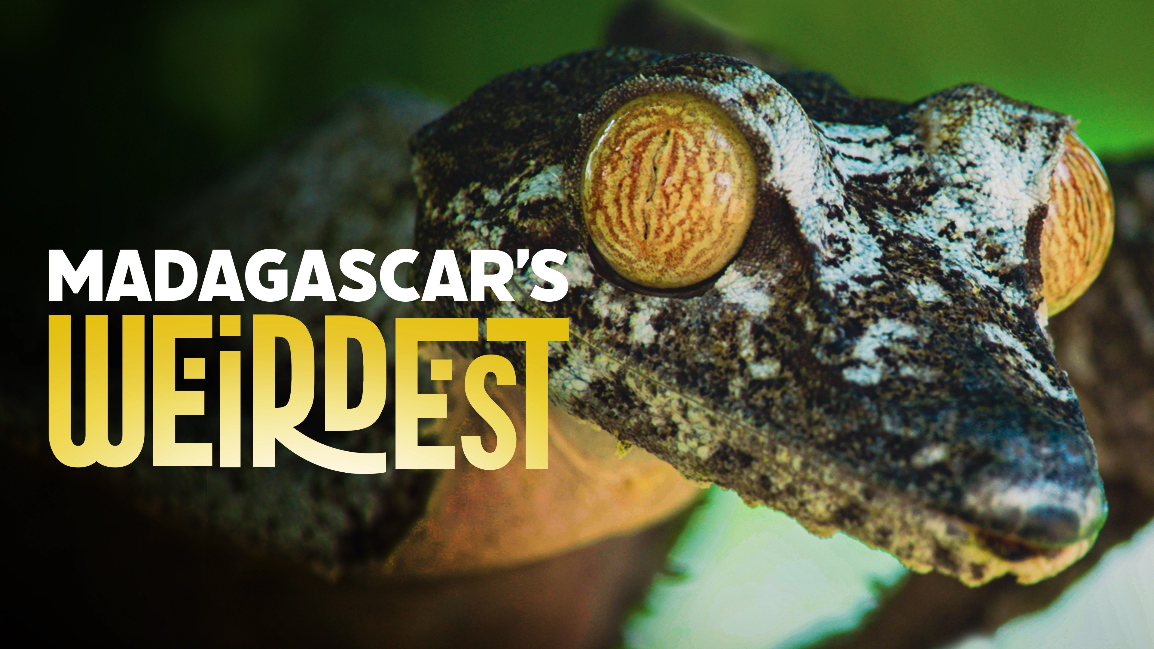 Madagascar Weirdest · Season 1 - Plex