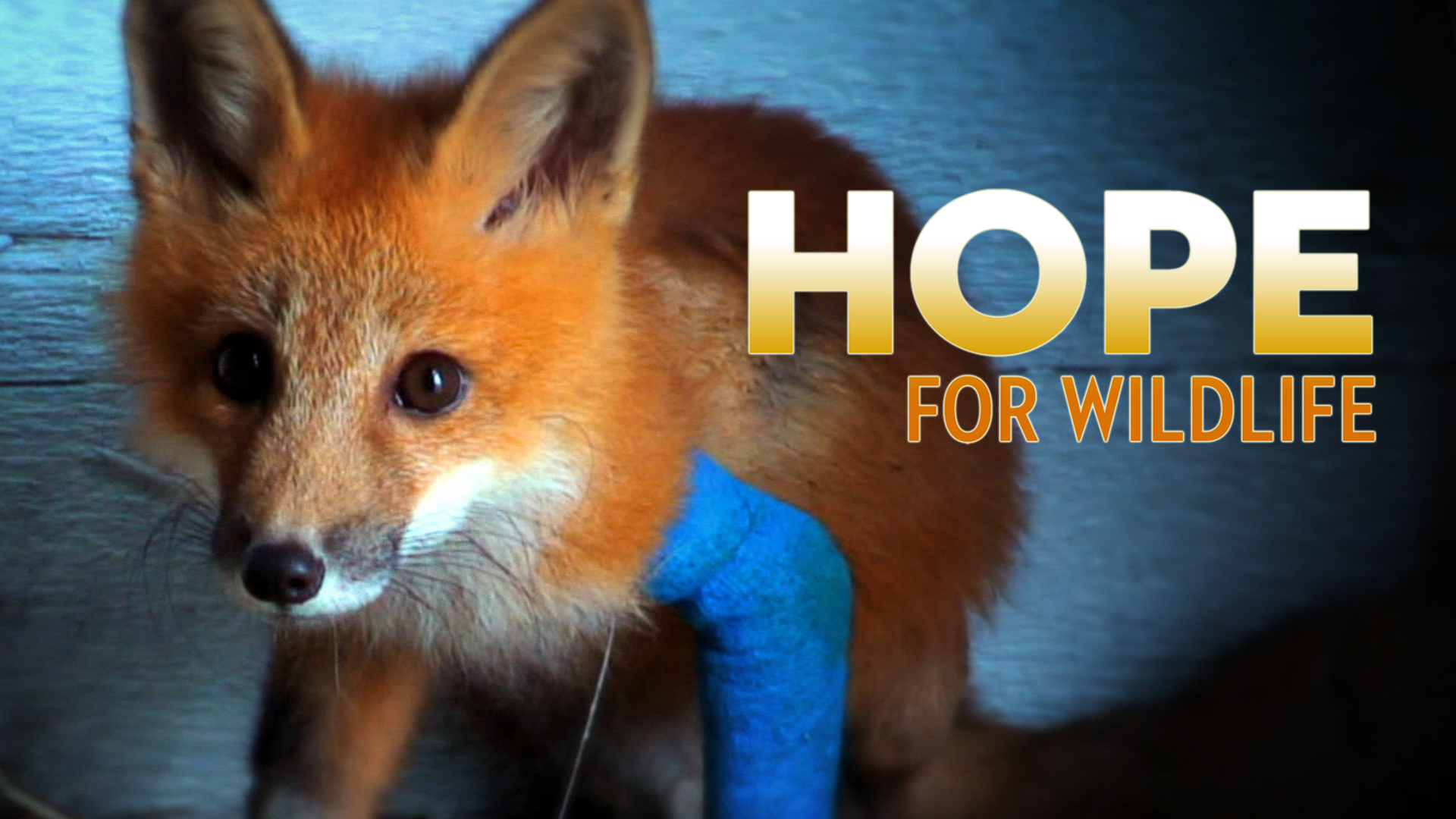 Watch Hope for Wildlife · Season 2 Full Episodes Free Online - Plex