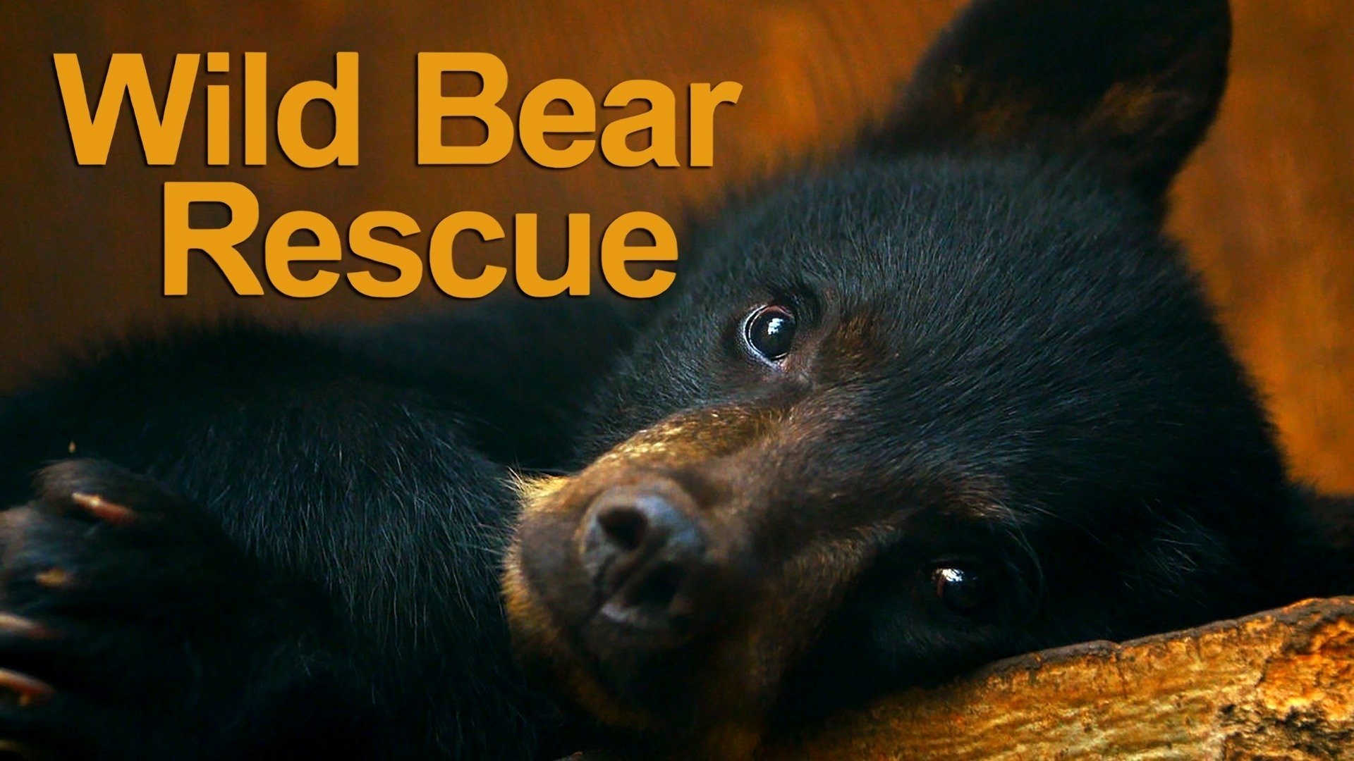 Watch Wild Bear Rescue · Season 1 Episode 1 · A Cub with a Kick Full ...