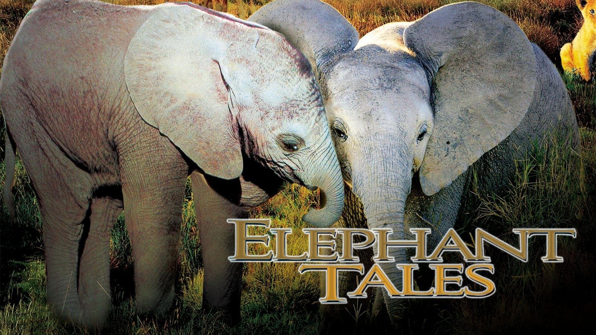 Watch Elephant Tales (2006) Full Movie Online - Plex