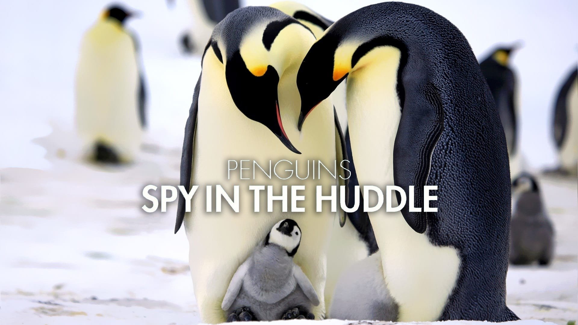 Watch Penguins - Spy in the Huddle · Miniseries Full Episodes Online - Plex