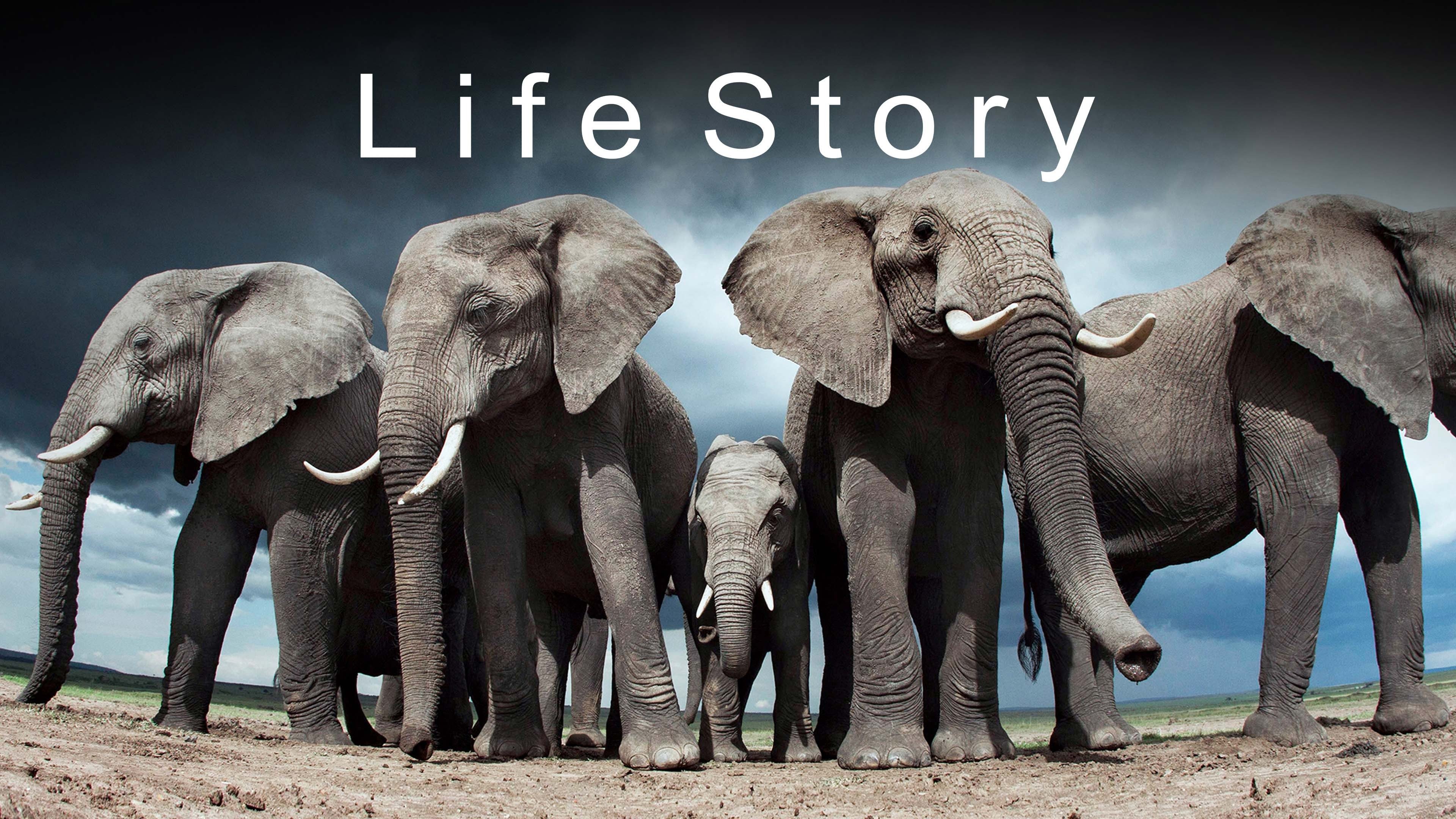 Watch Life Story (2014) TV Series Online - Plex