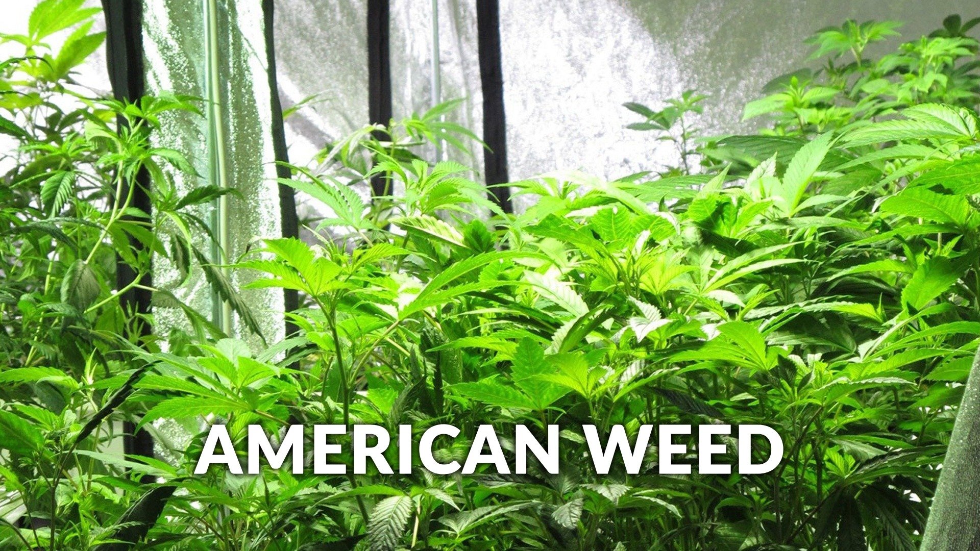 Watch American Weed · Season 1 Full Episodes Online - Plex