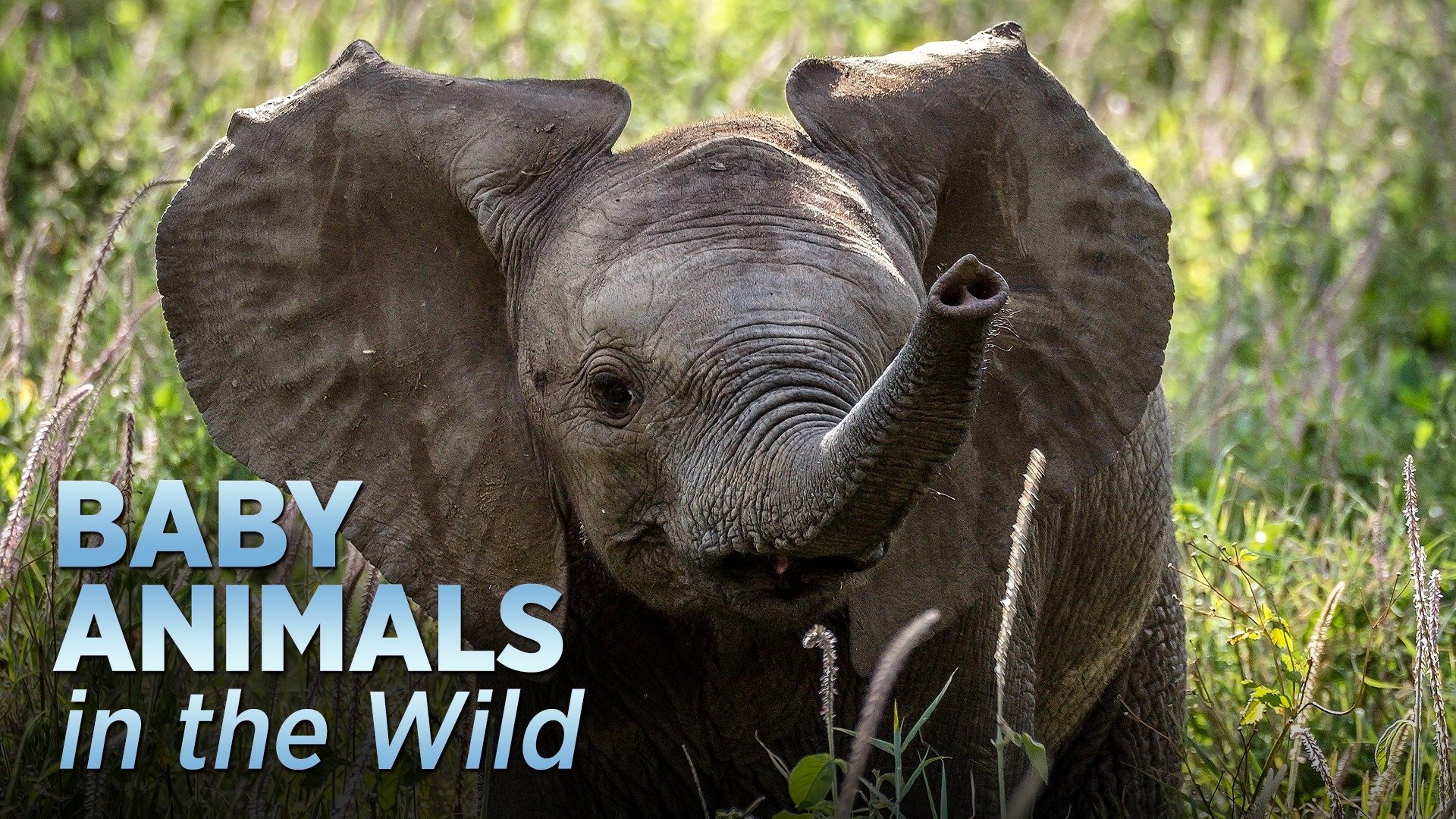 Watch Baby Animals in the Wild (2015) TV Series Free Online - Plex