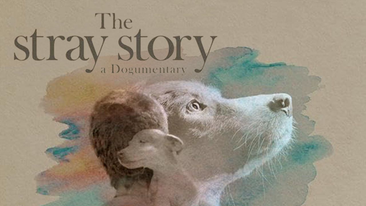 Watch The Stray Story: A Dogumentary Full Movie Free Online - Plex