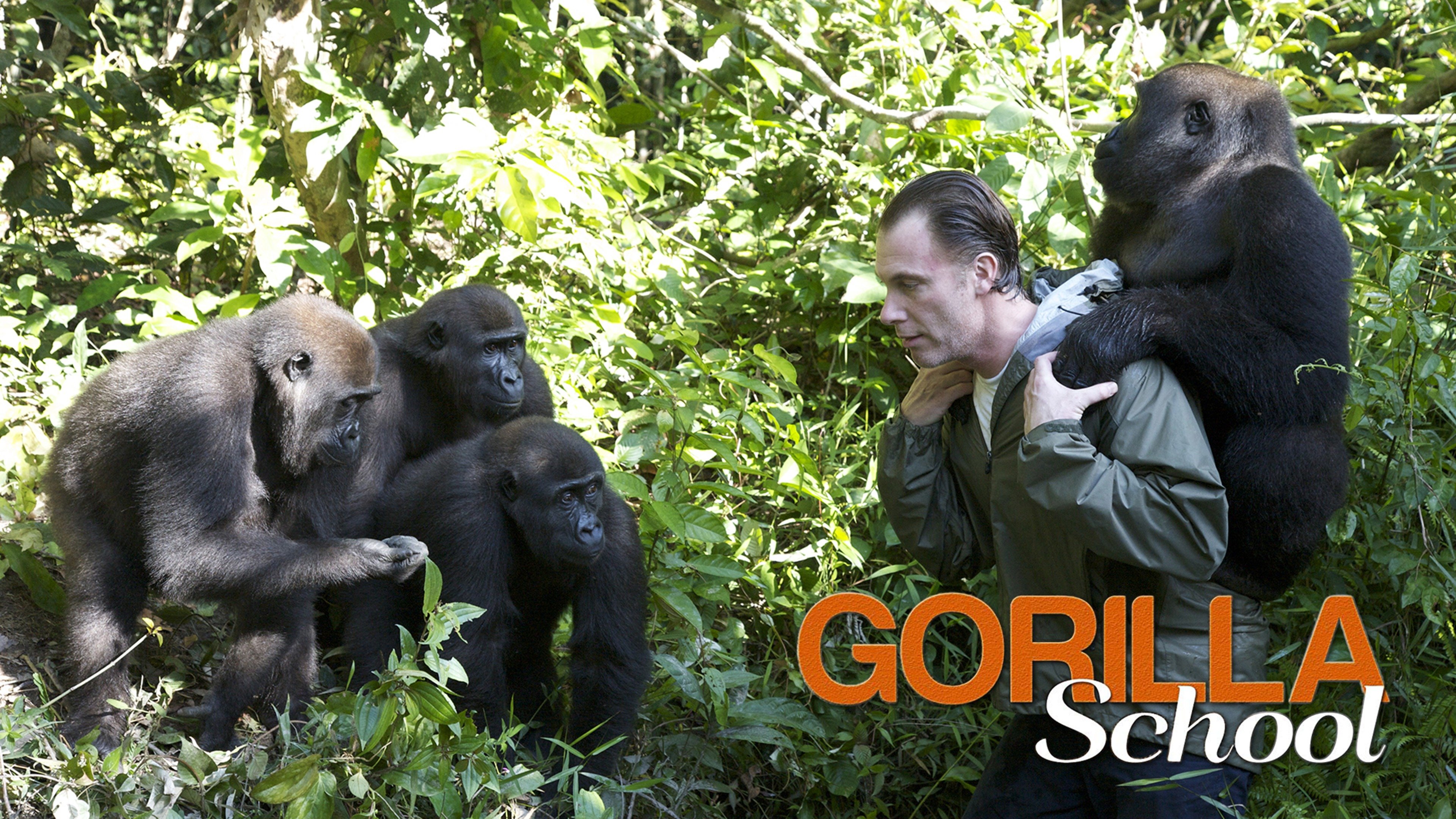 Watch Gorilla School (2010) TV Series Free Online - Plex