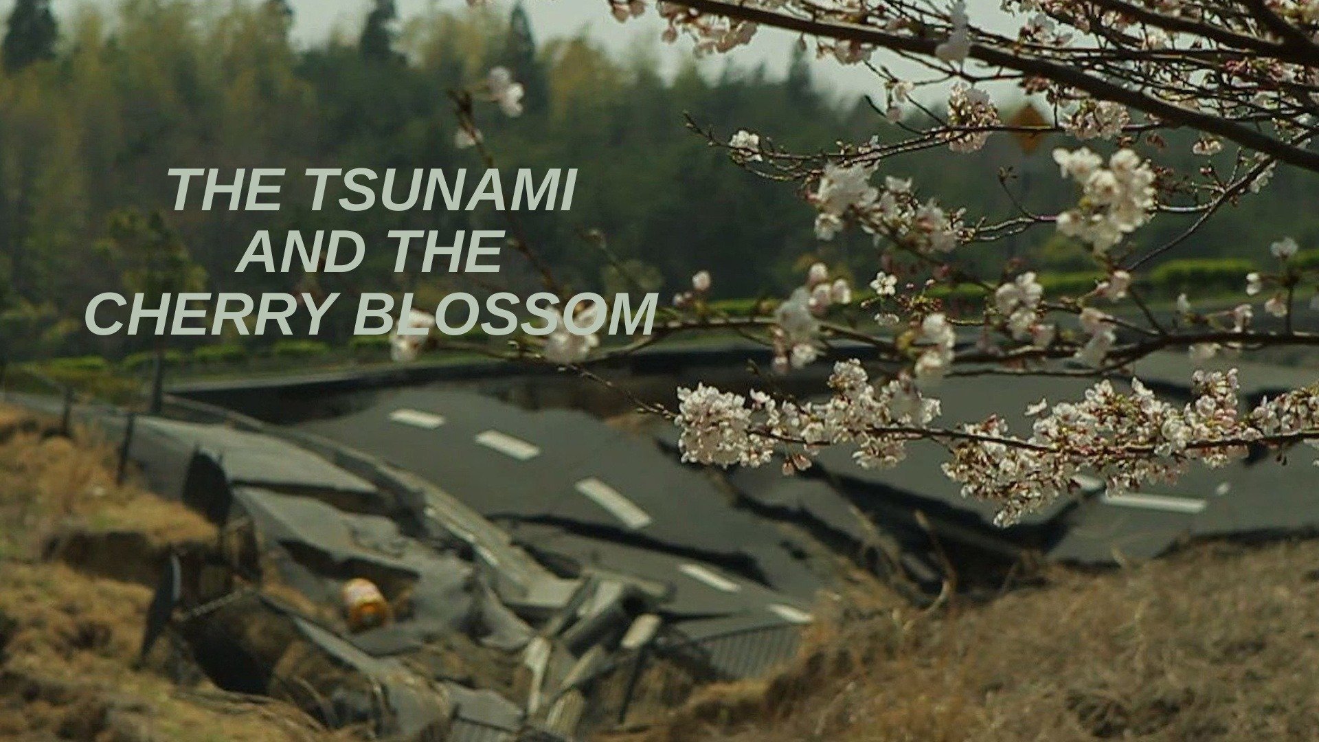 Watch The Tsunami and the Cherry Blossom (2011) Full Movie Online - Plex