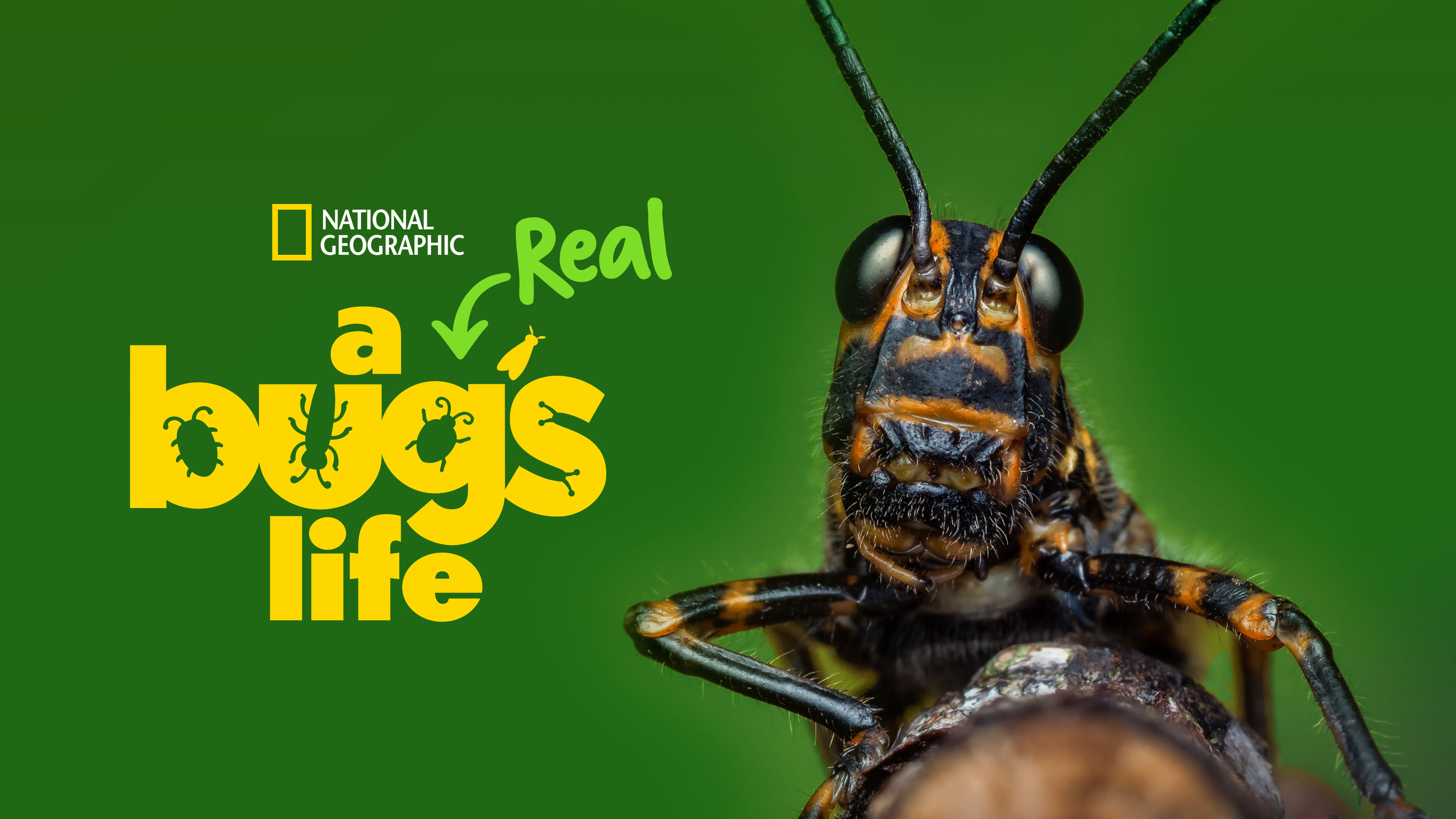 Watch A Real Bug's Life (2024) TV Series Online - Plex