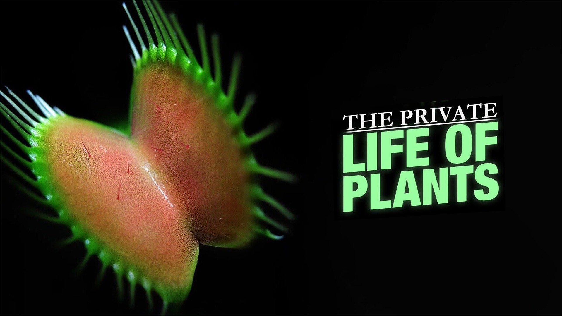 The Private Life of Plants · Season 1 - Plex