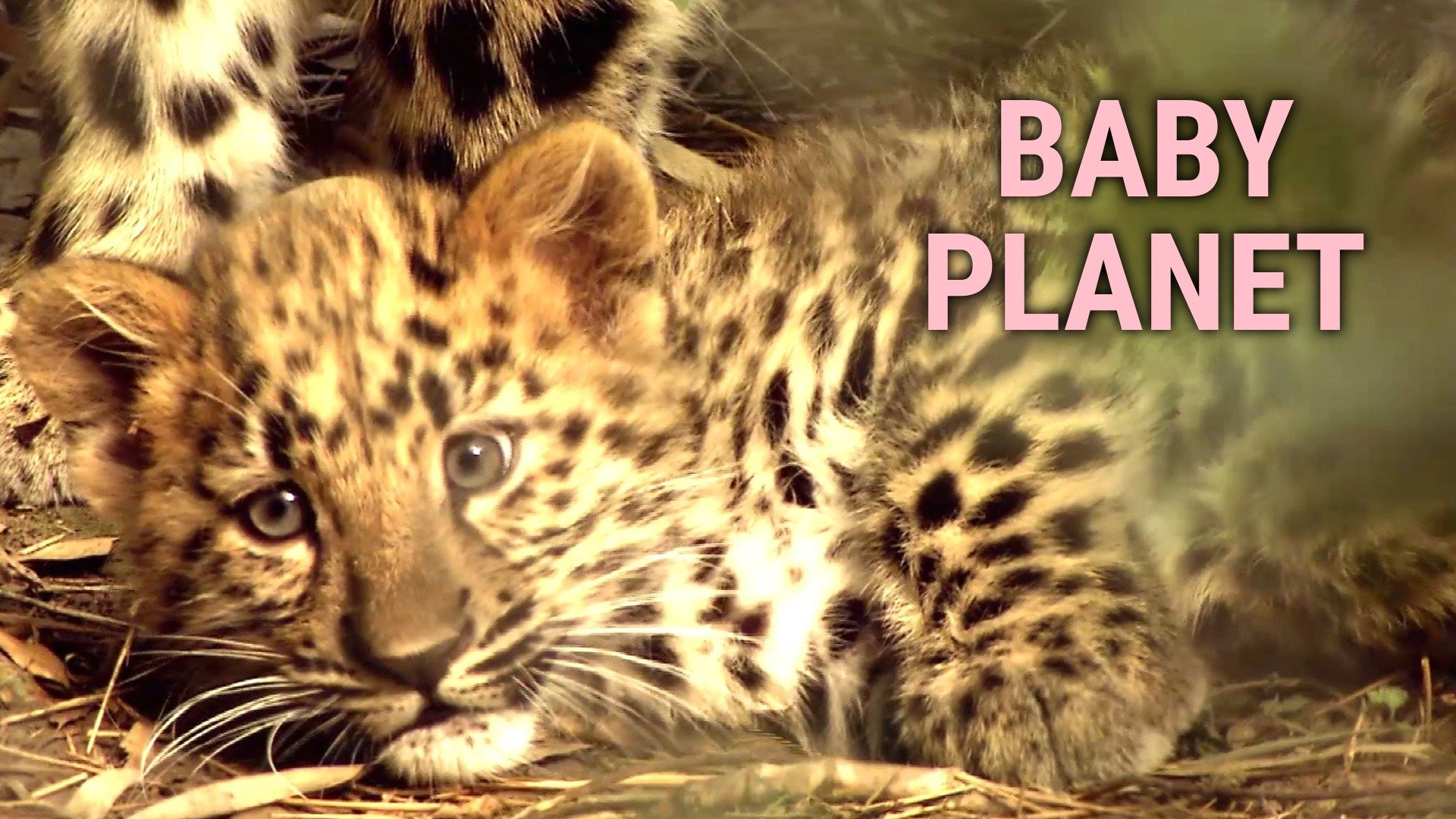 Watch Baby Planet · Season 1 Full Episodes Free Online - Plex