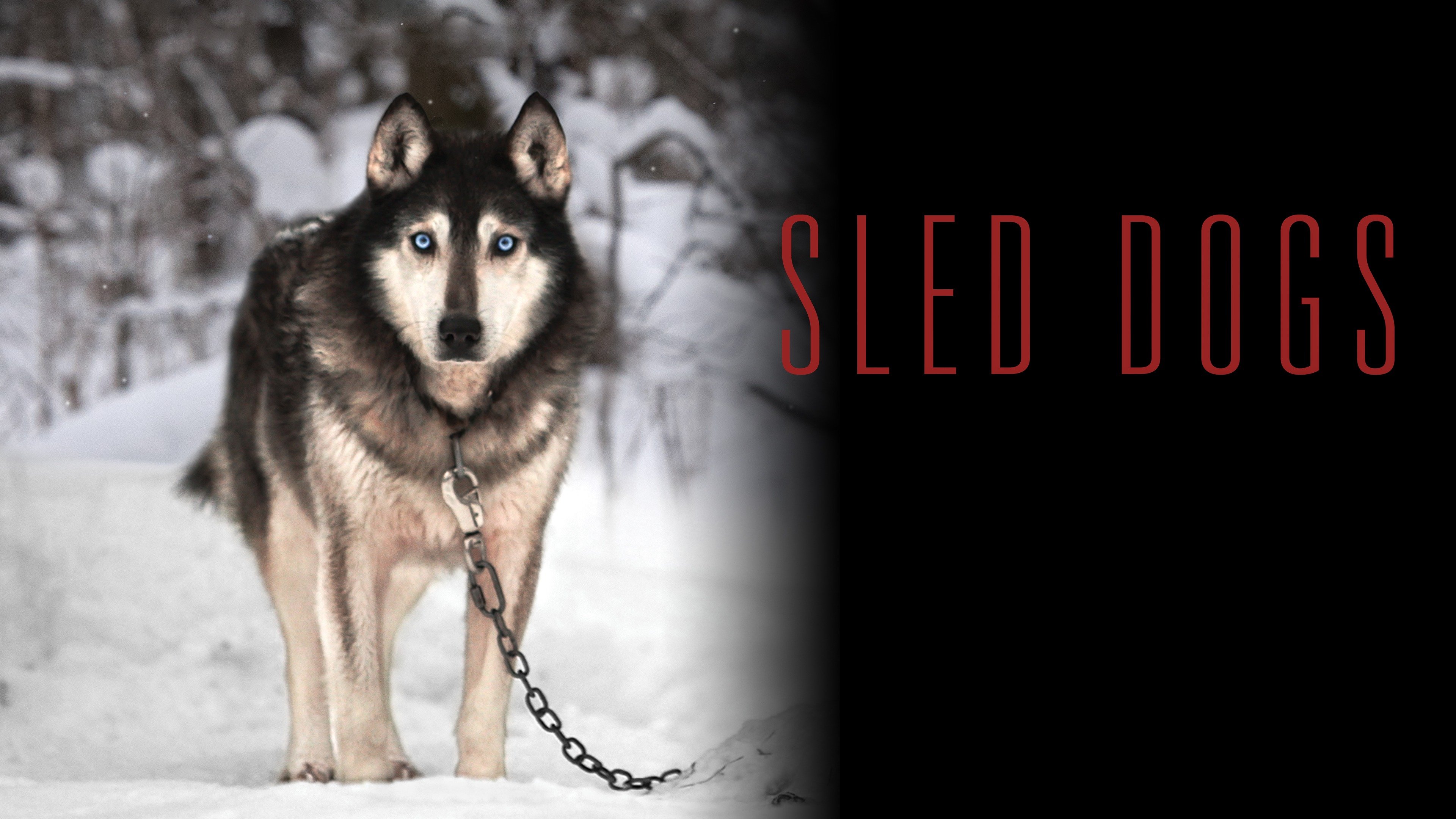 Watch Sled Dogs (2017) Full Movie Free Online - Plex