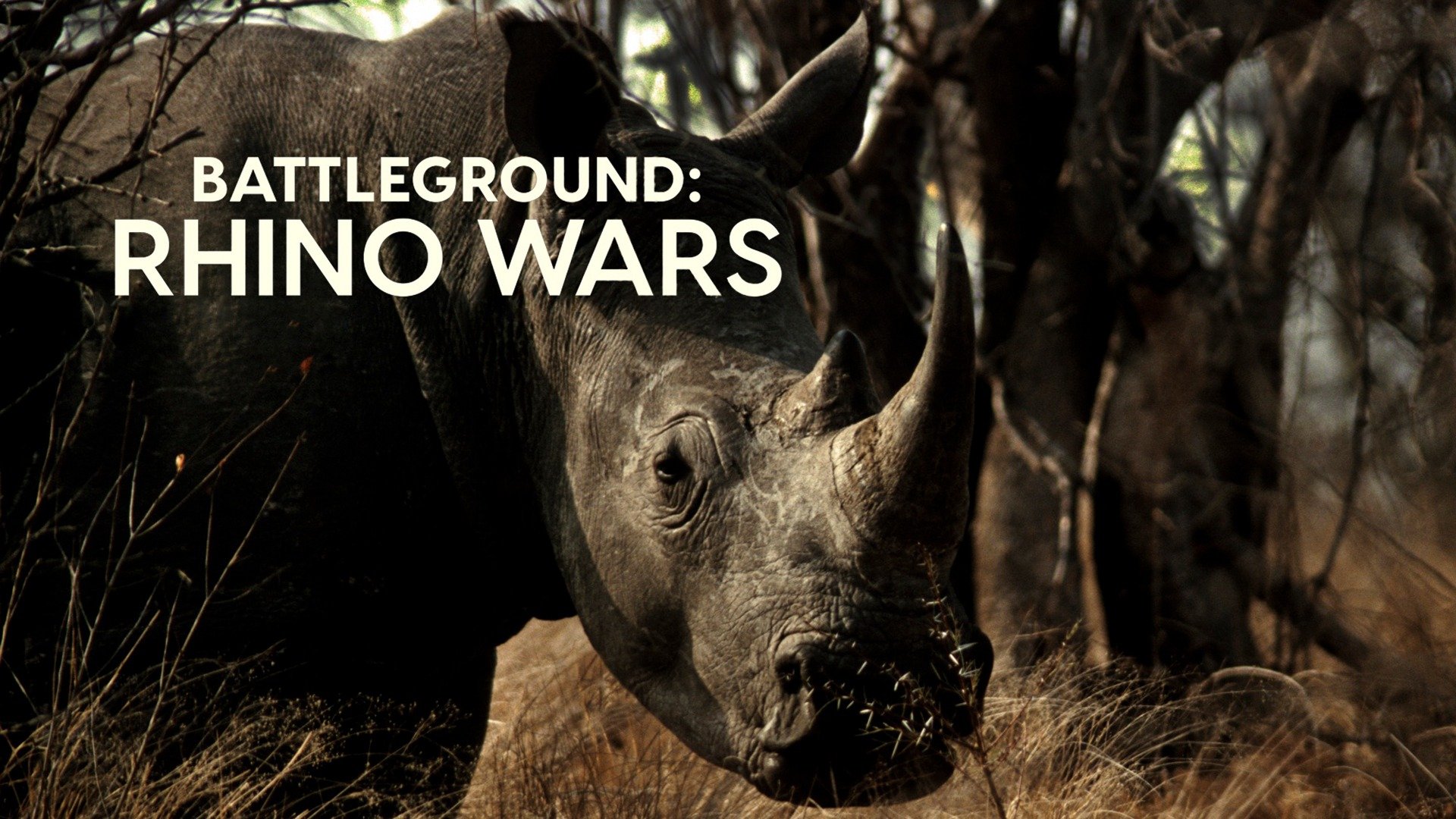 Rhino Wars