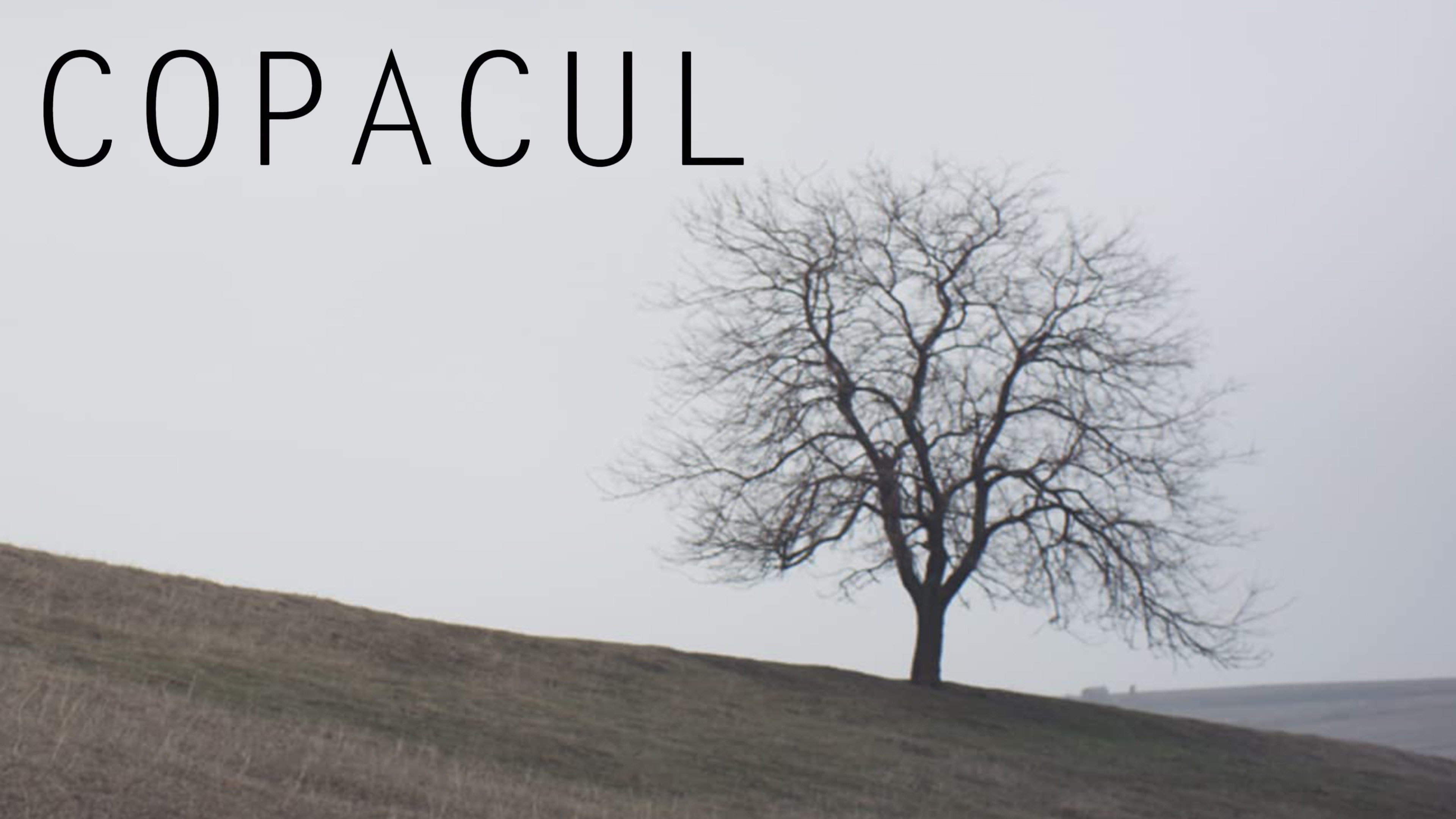 Watch Copacul Full Movie Free Online - Plex