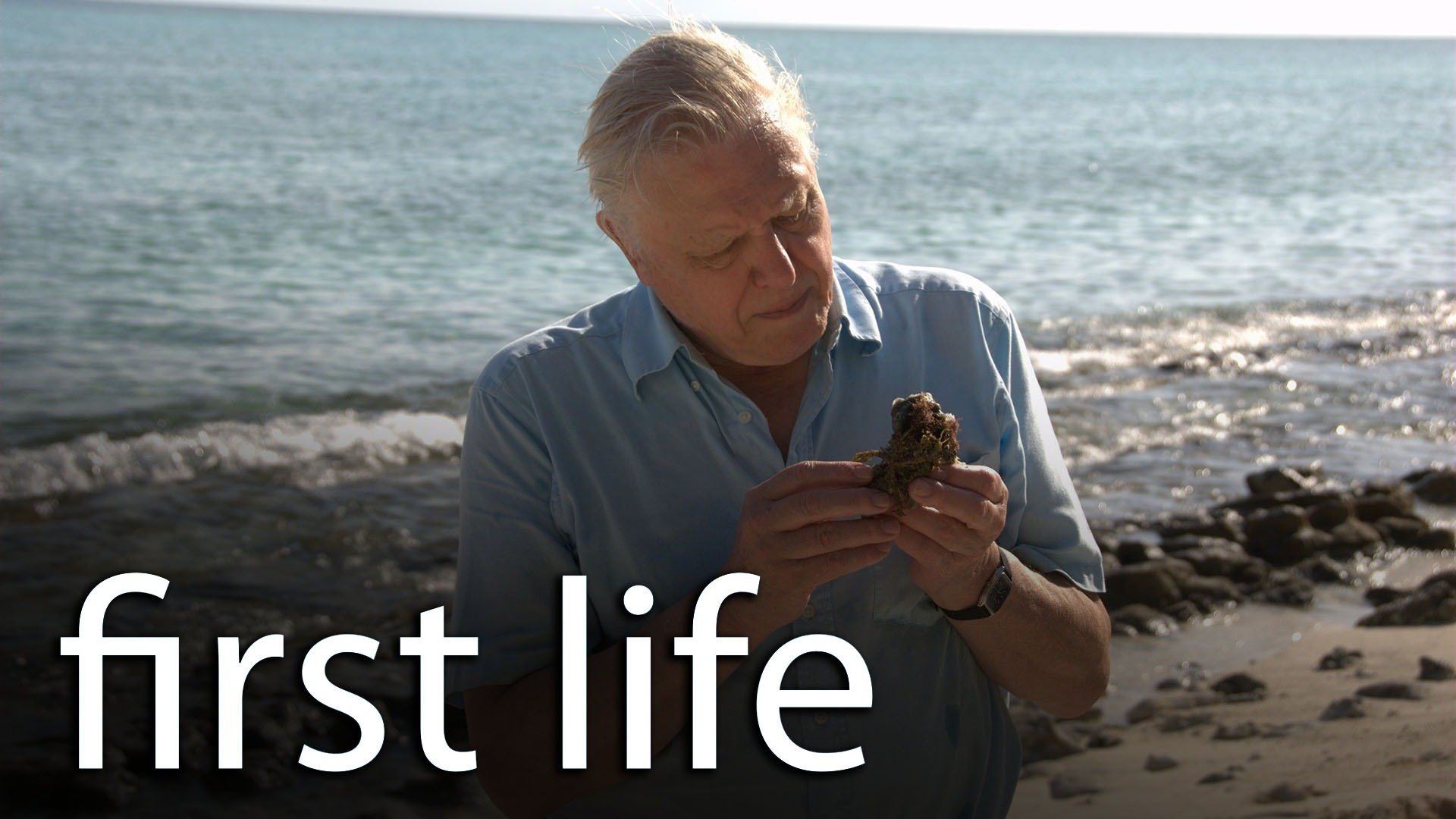 First Life with David Attenborough (2010) - Plex