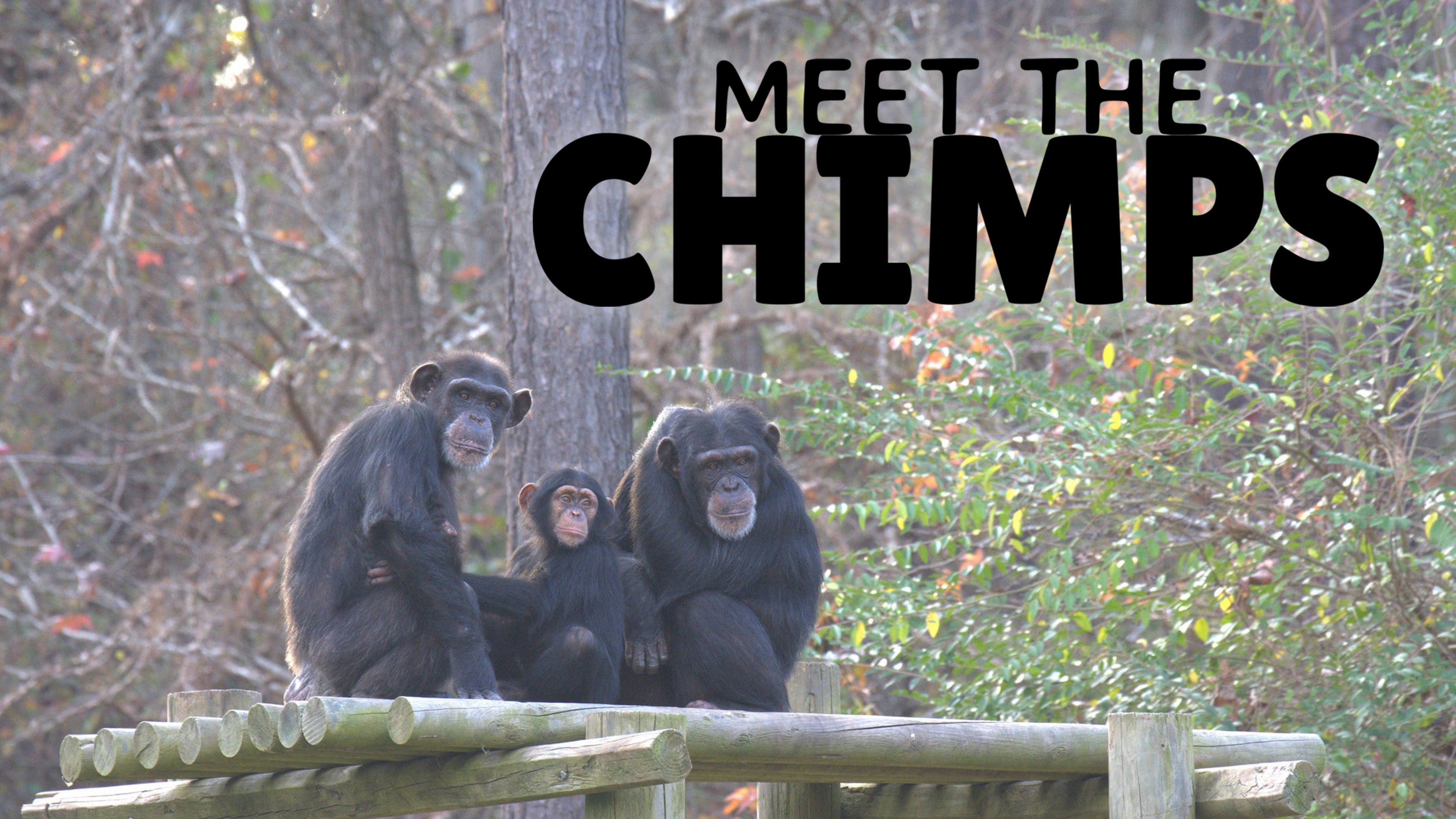 Watch Meet the Chimps · Season 1 Full Episodes Online - Plex