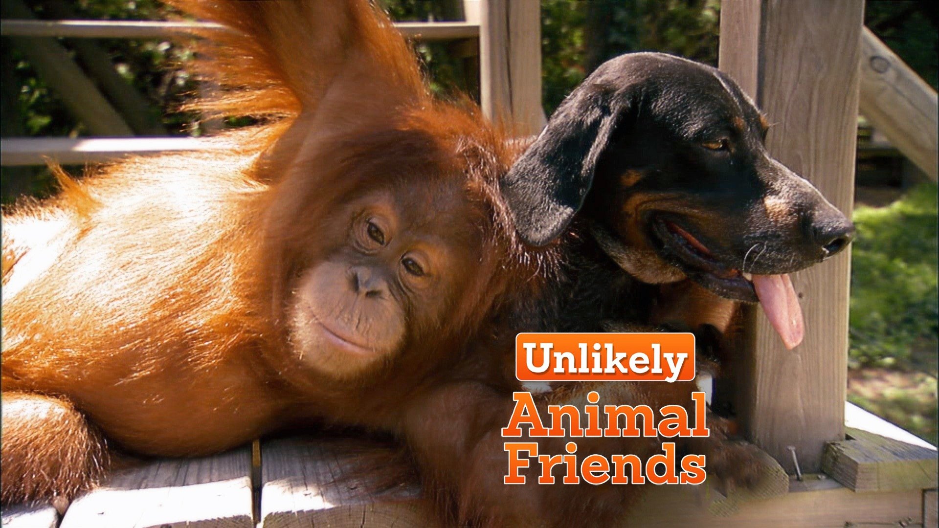 Watch Unlikely Animal Friends · Season 1 Full Episodes Online - Plex
