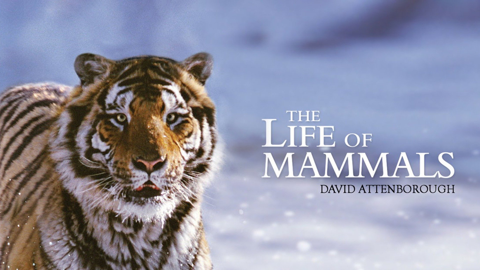 The Life of Mammals (2002) - Plex