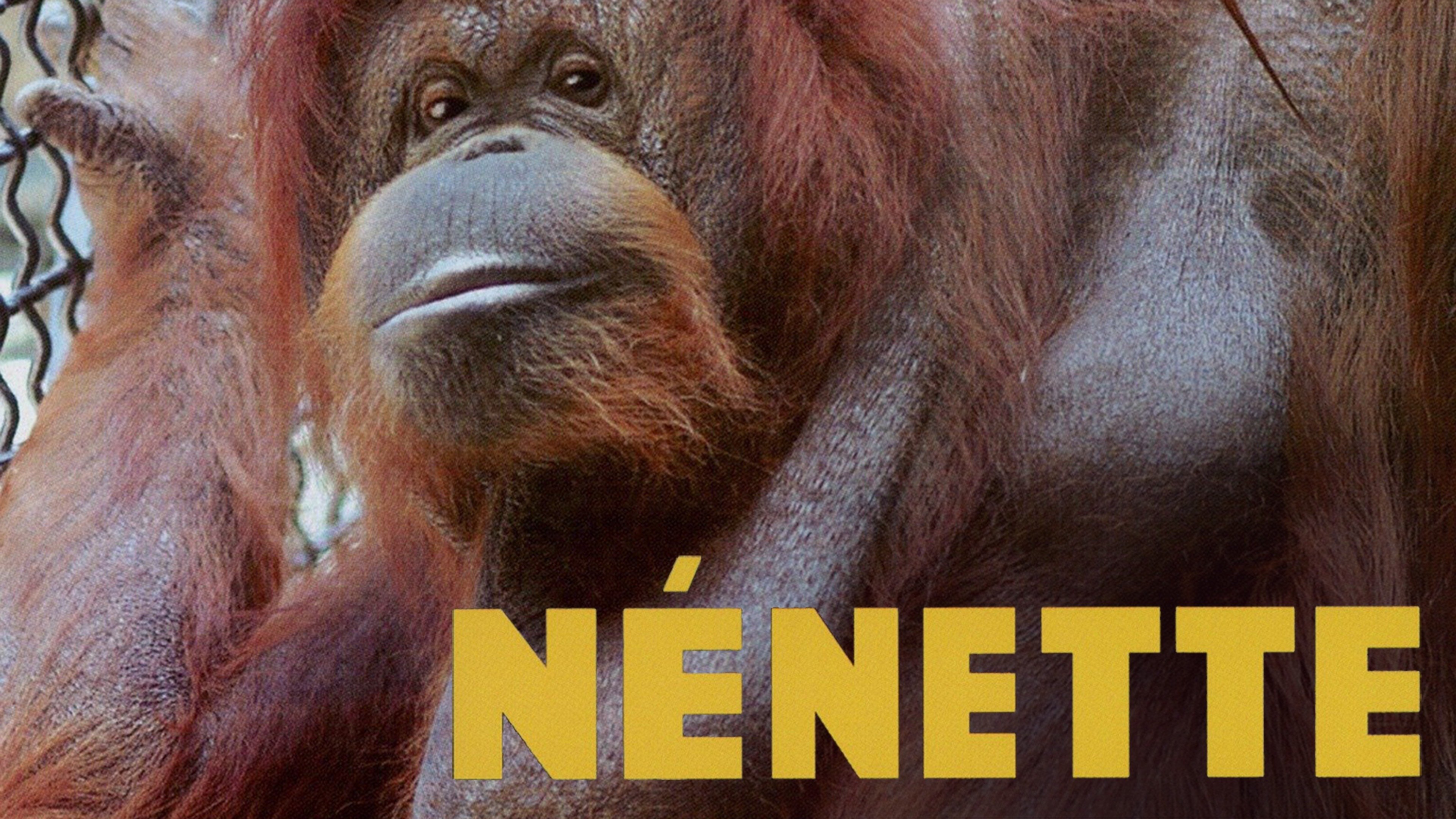 Watch Nénette (2010) Full Movie Free Online - Plex